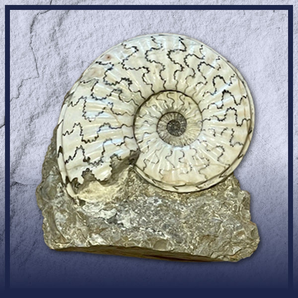 British Ammonites – Charmouth Fossils