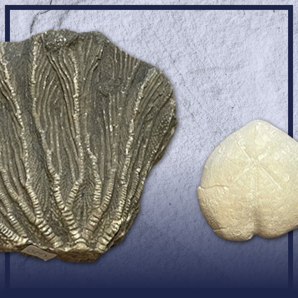 Crinoidea/Sea Urchins – Charmouth Fossils