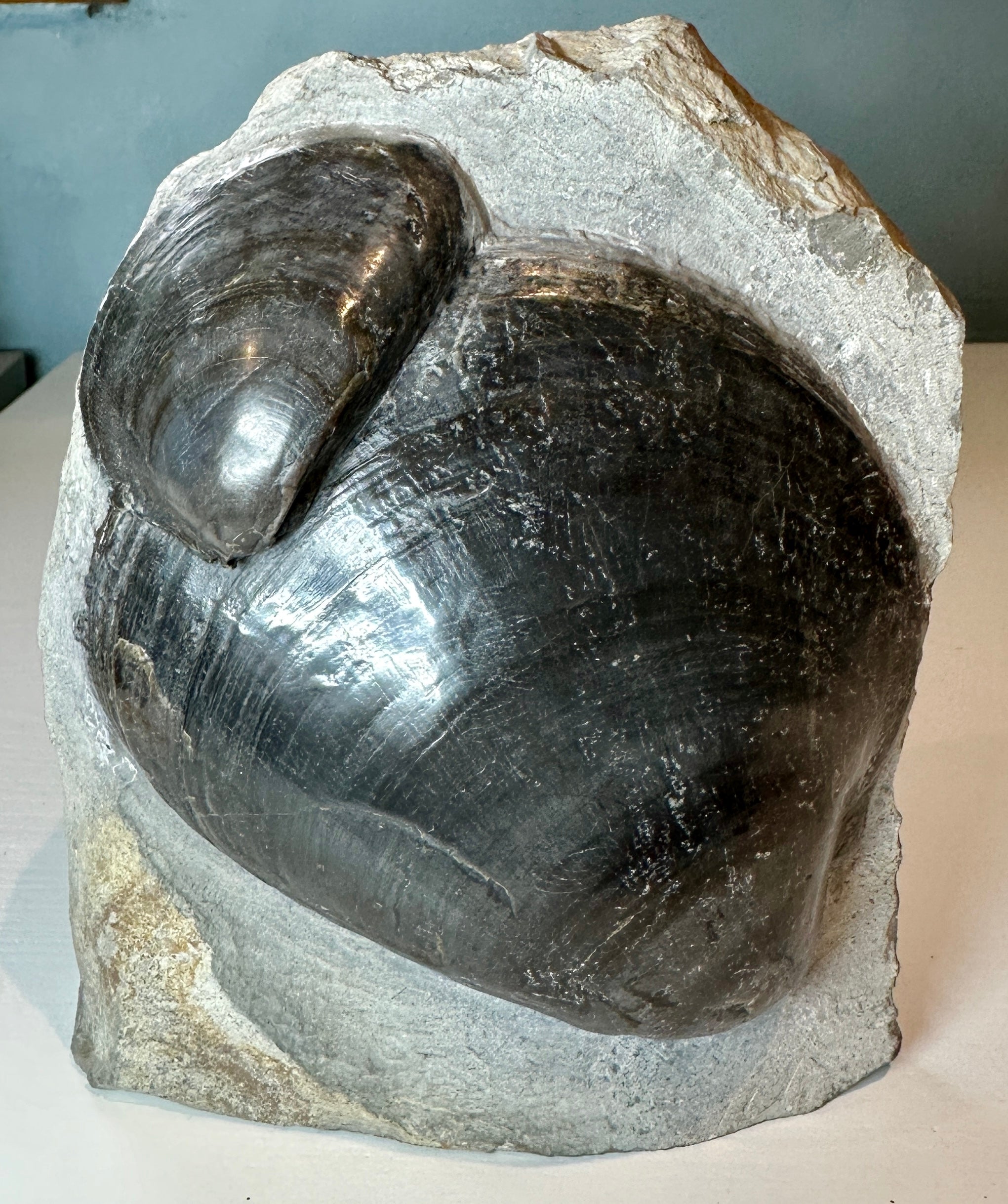 PLAGISTOMA giganteum bivale – Charmouth Fossils