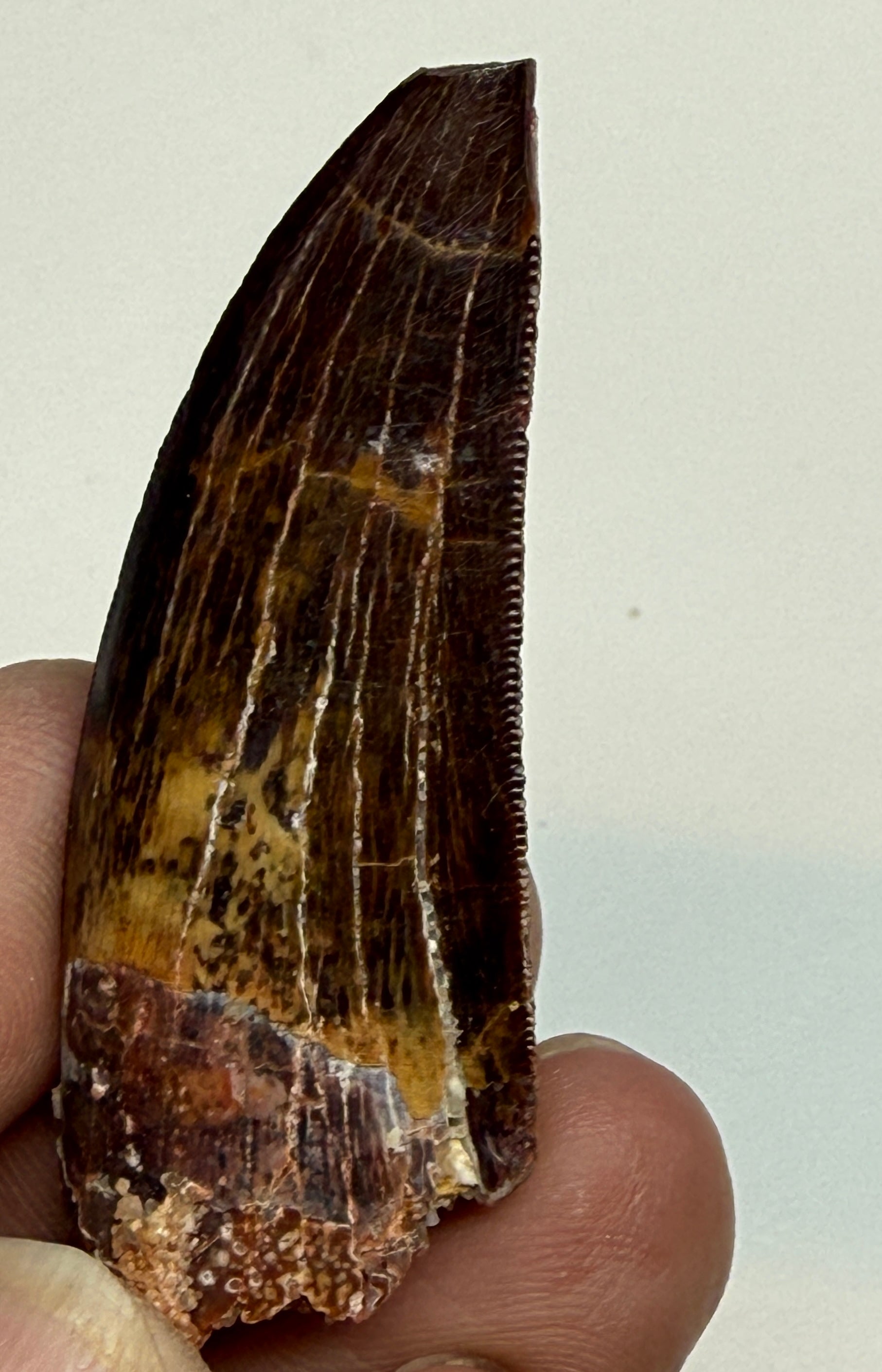 CARCHARDONTOSAURS TOOTH – Charmouth Fossils