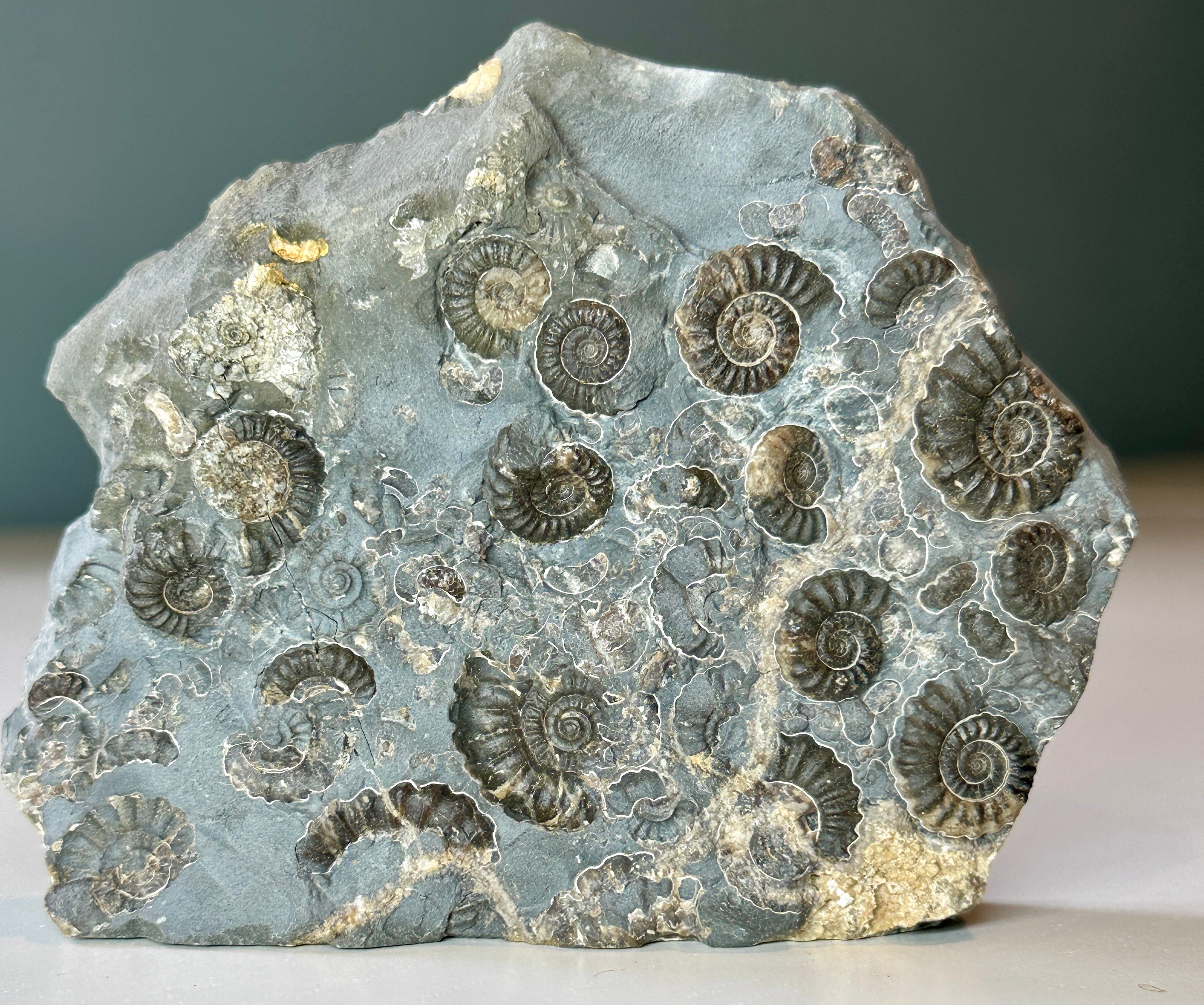 PROMICROCERAS AMMONITES – Charmouth Fossils
