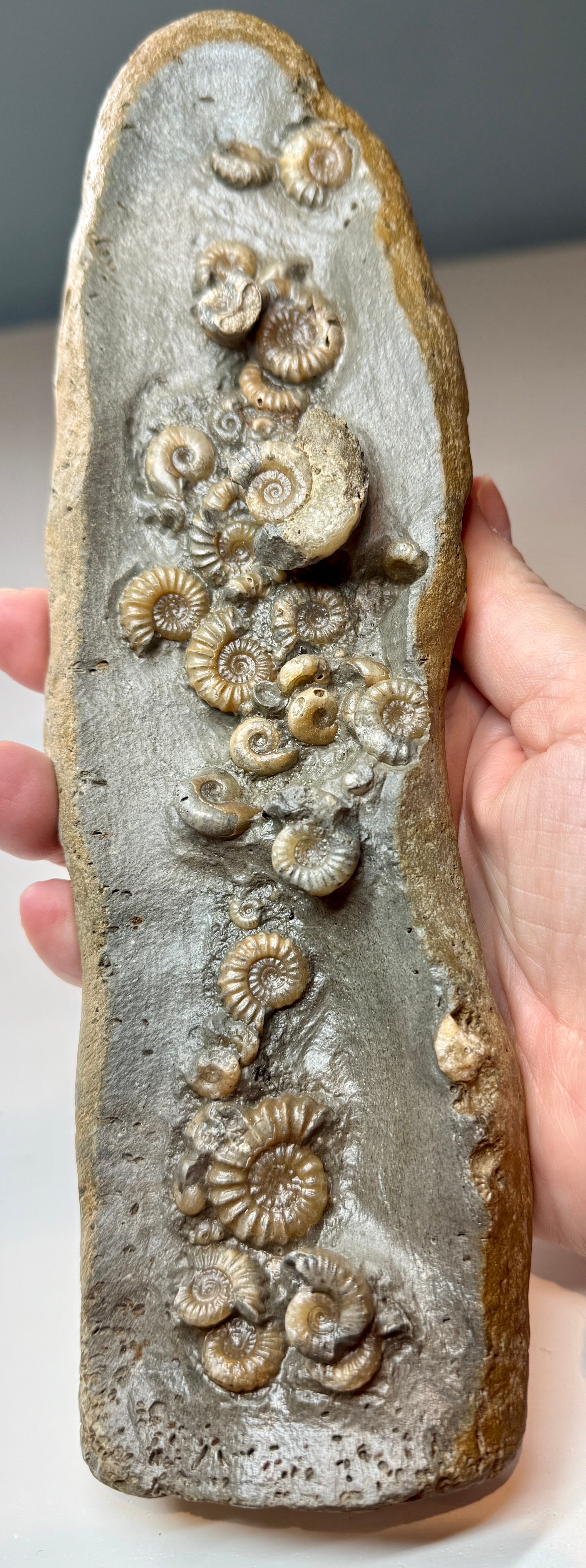 MICRODEROCERAS AMMONITE – Charmouth Fossils