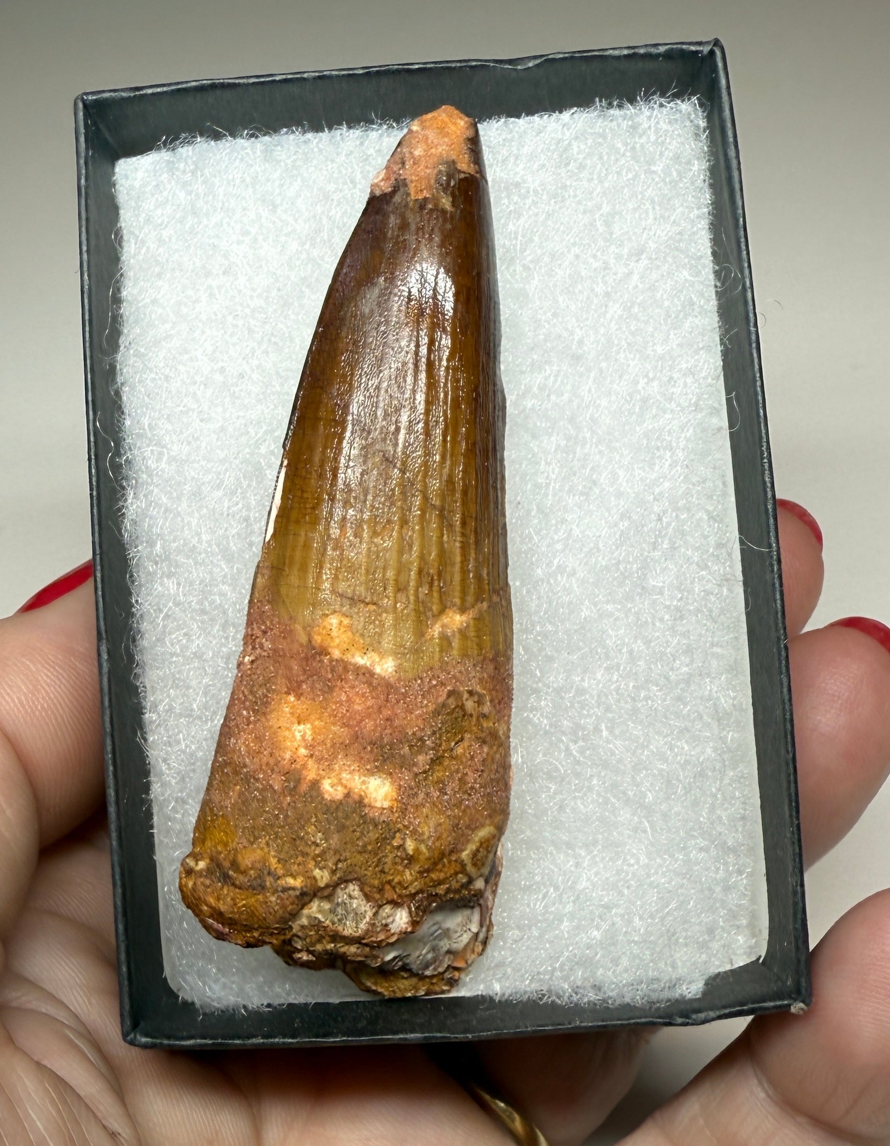 NEW! SPINOSAUR TOOTH – Charmouth Fossils