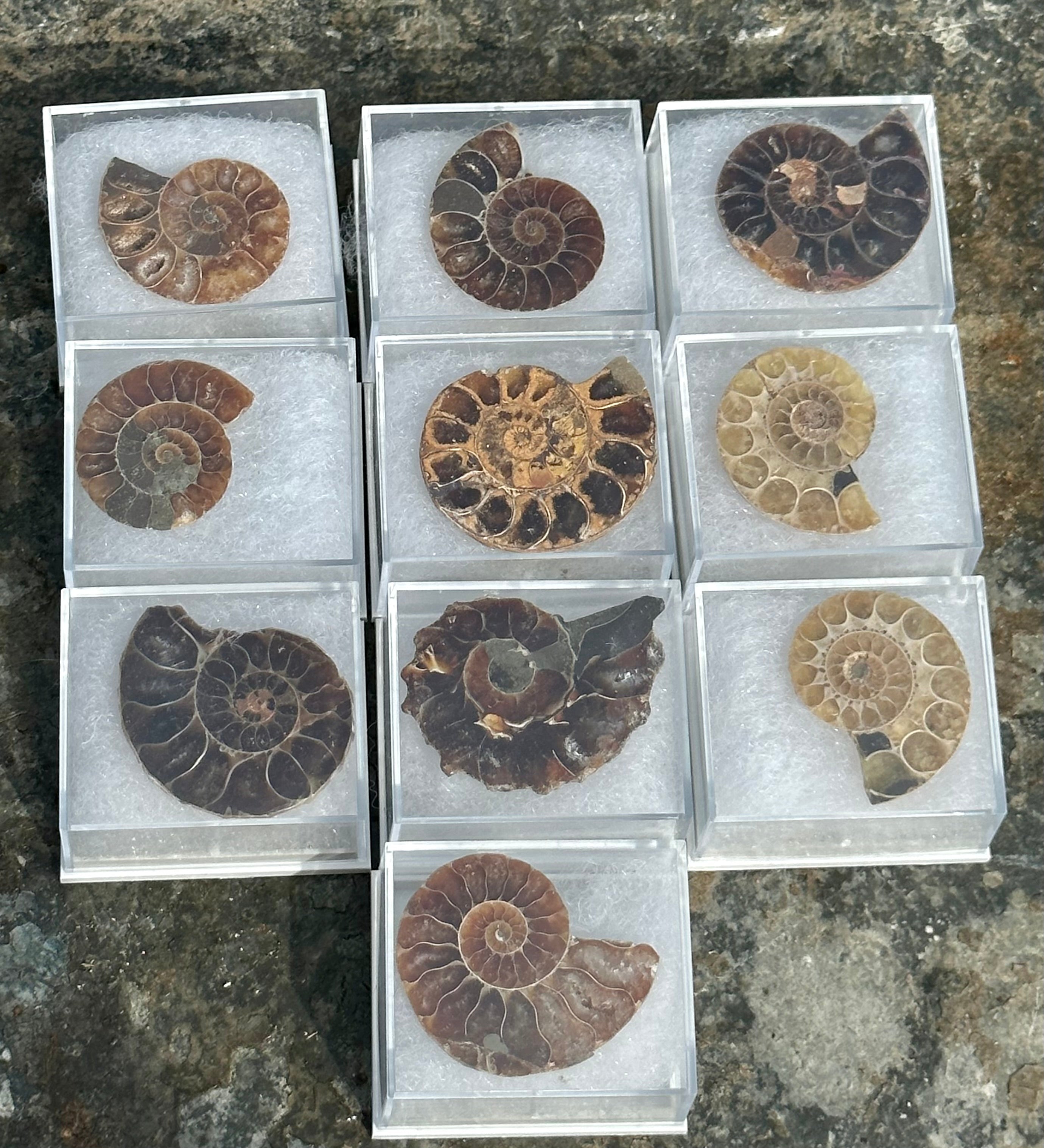 10 BOXED AMMONITES – Charmouth Fossils