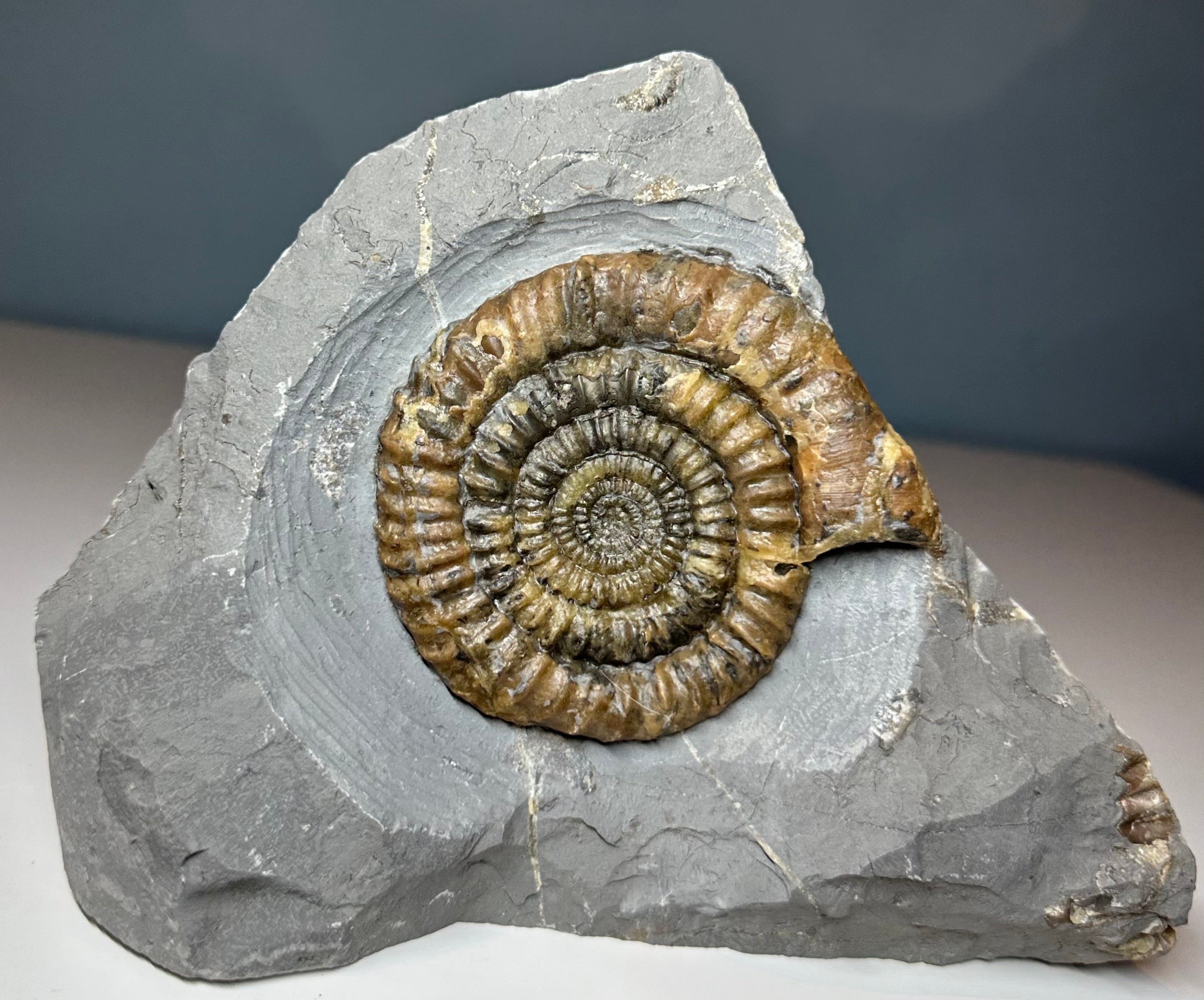 ECHIOCERAS raricostatum – Charmouth Fossils