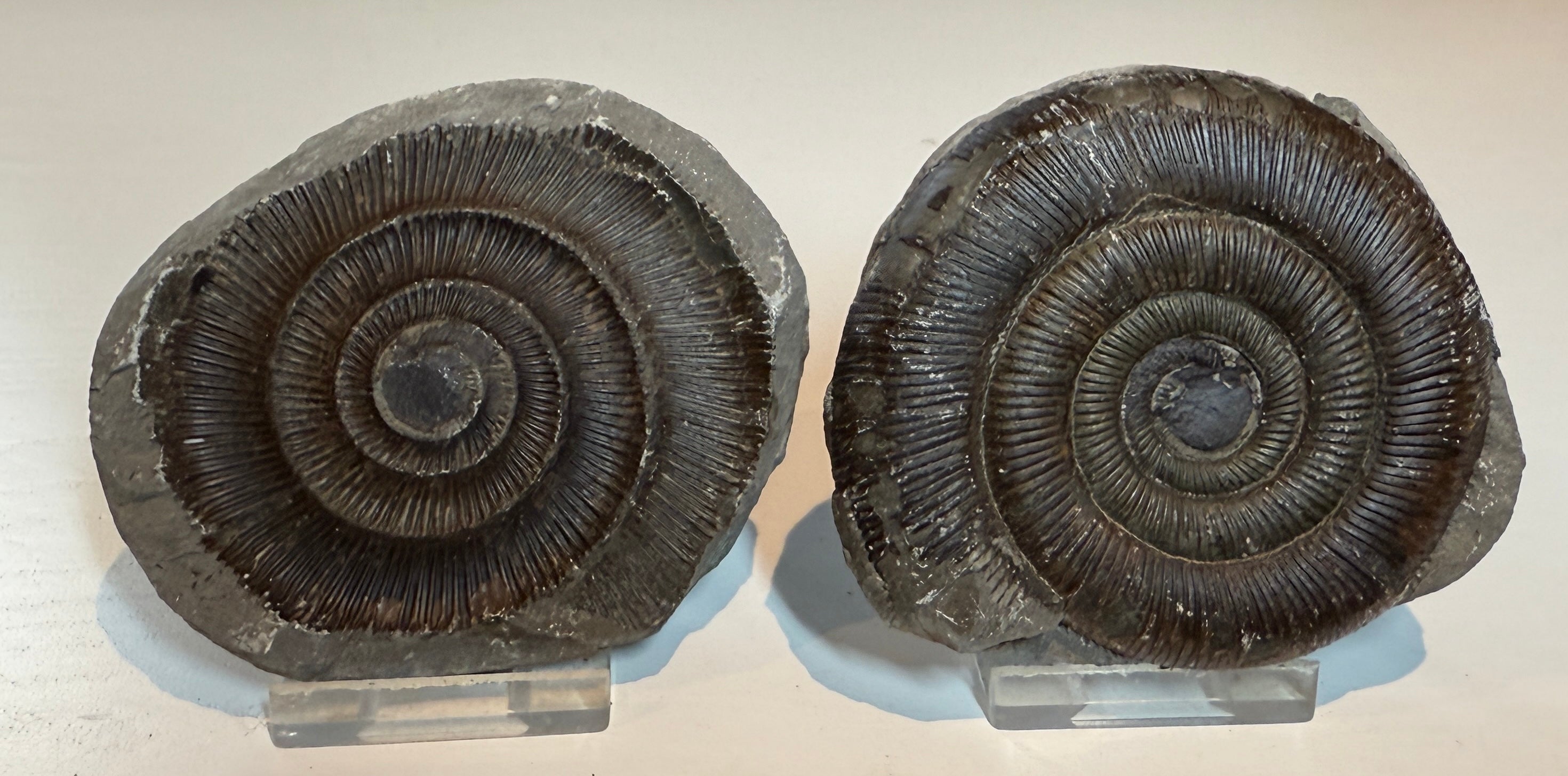 NEW! DACTYIOCERAS tenuicostatum pos & neg – Charmouth Fossils