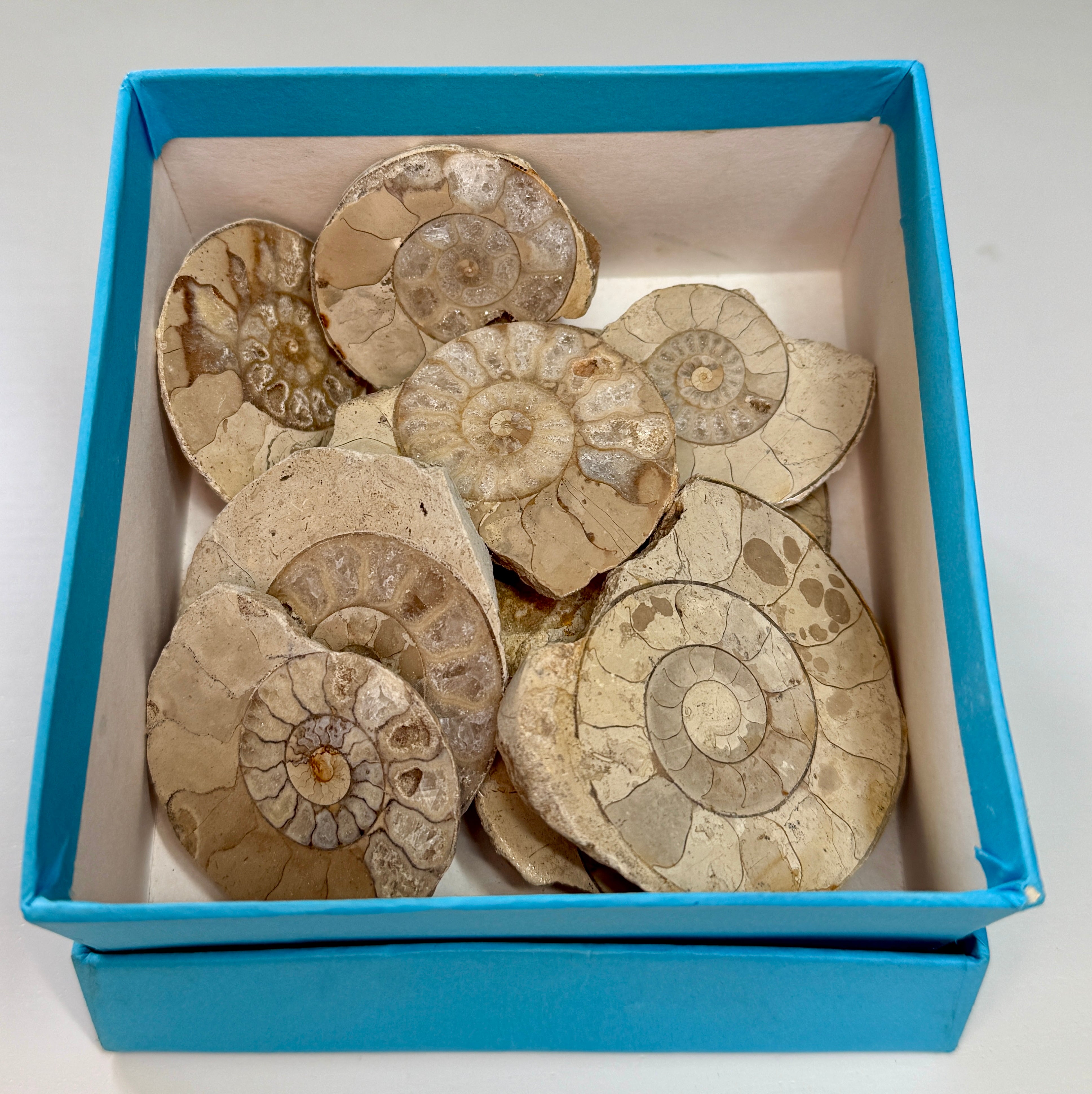 NEW! 10 CUT & POLISHED AMMONITES – Charmouth Fossils