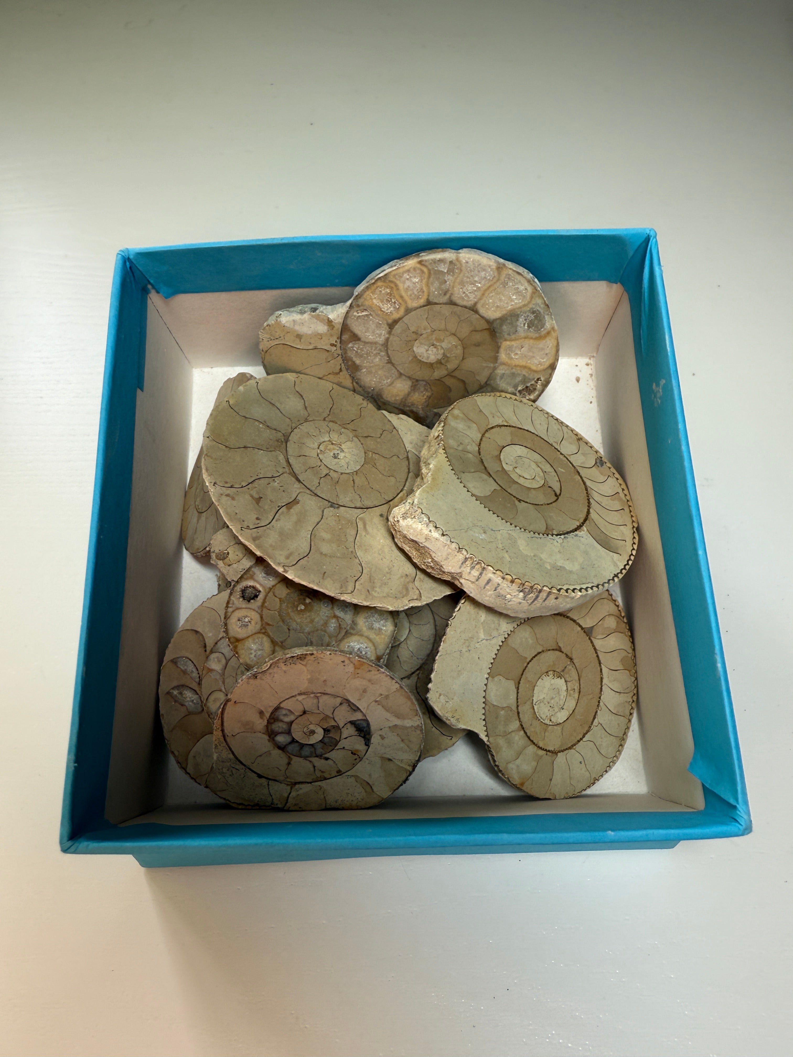 NEW! 10 CUT & POLISHED AMMONITES – Charmouth Fossils
