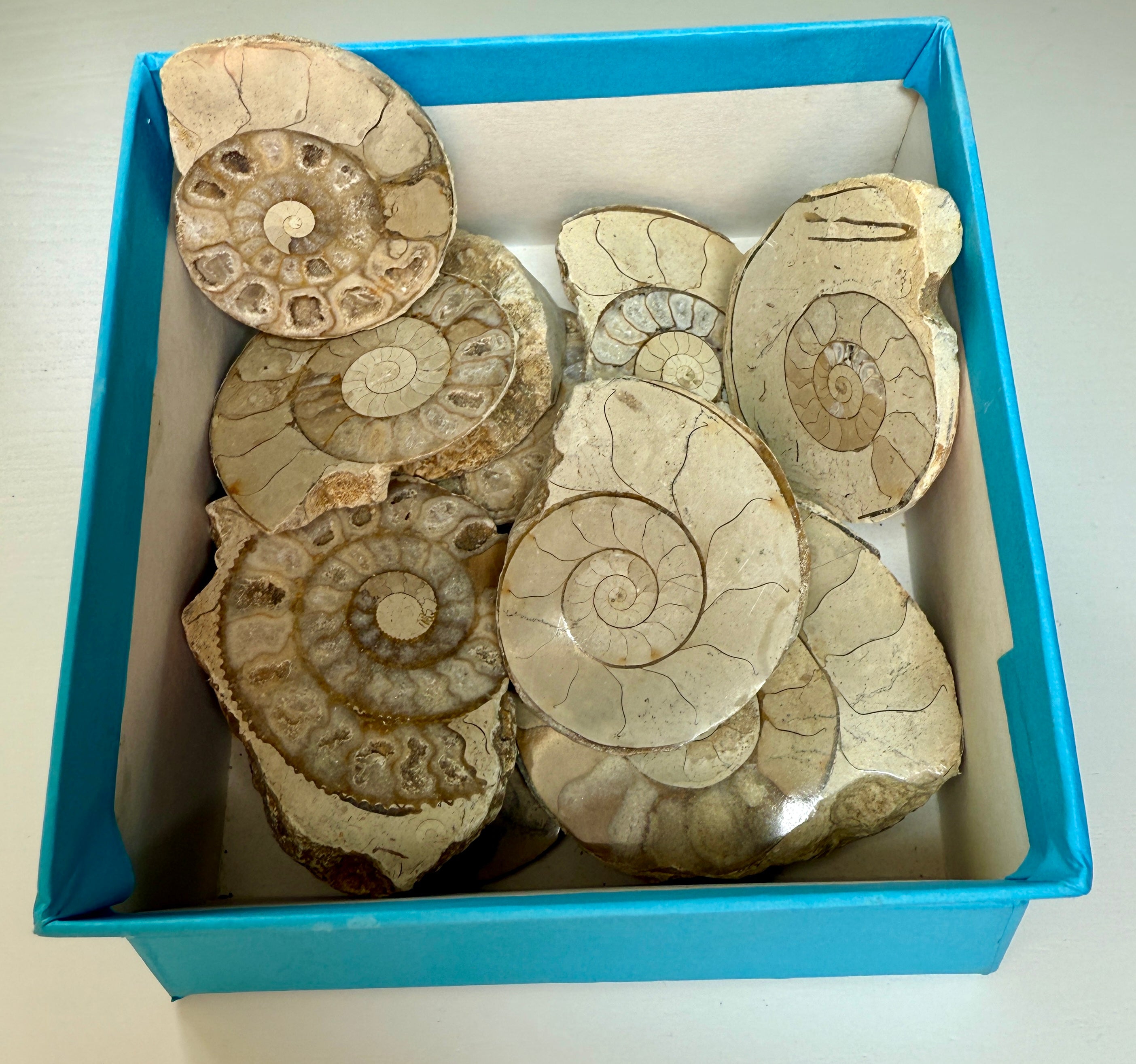 NEW! 10 CUT & POLISHED AMMONITES – Charmouth Fossils