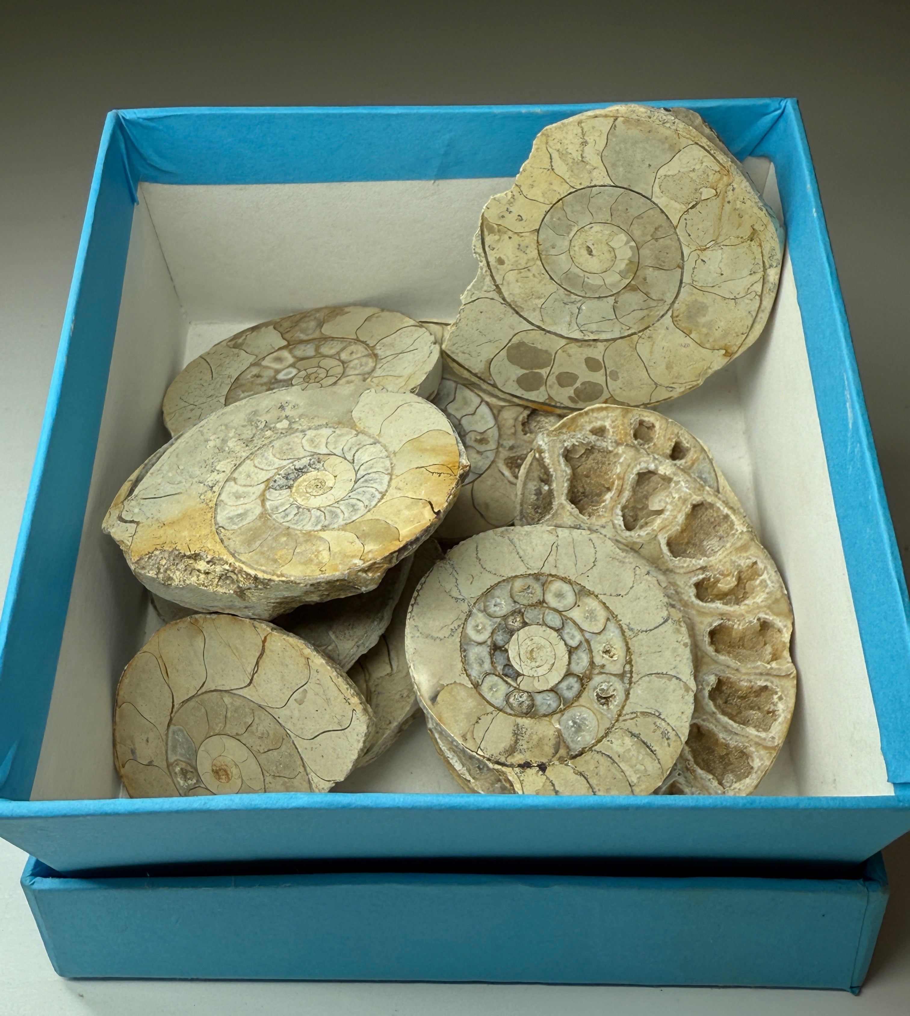 NEW! 10 CUT & POLISHED AMMONITES – Charmouth Fossils