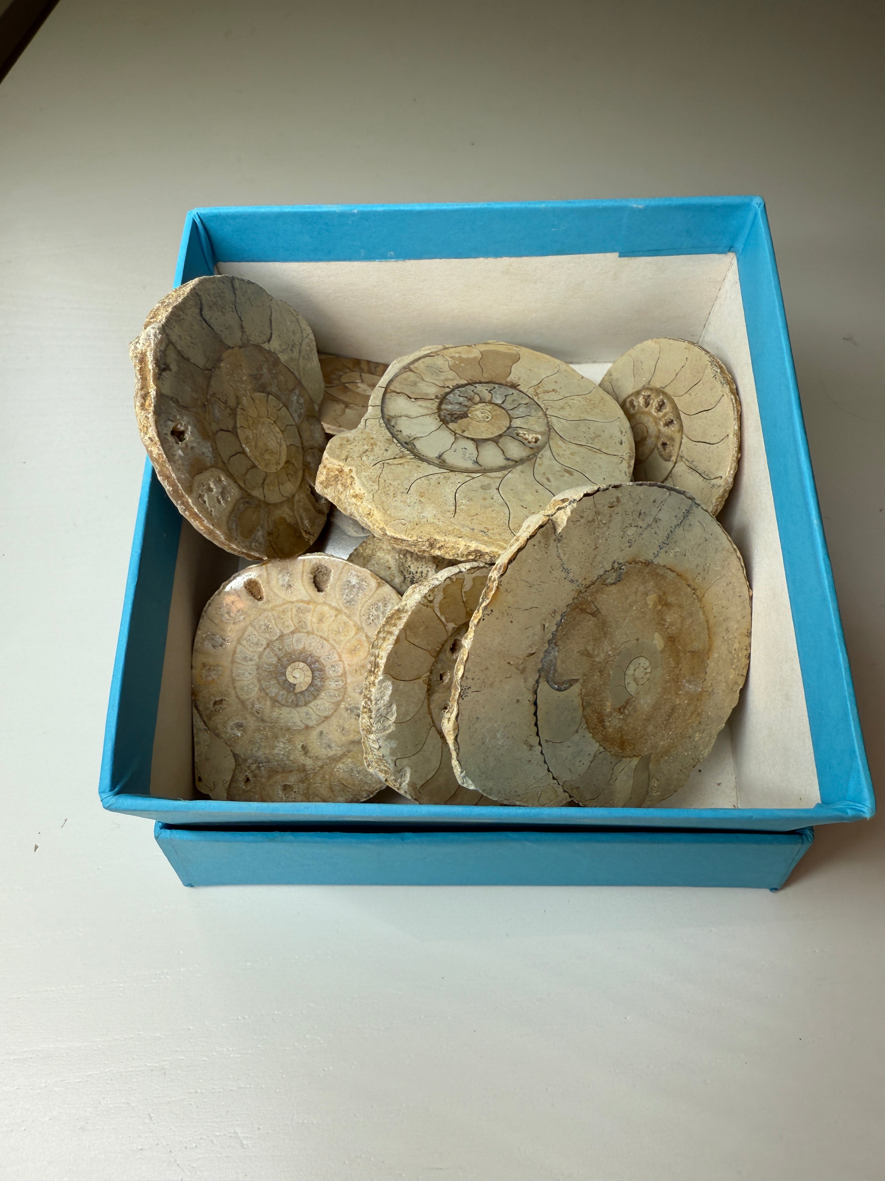 NEW! 10 CUT & POLISHED AMMONITES – Charmouth Fossils