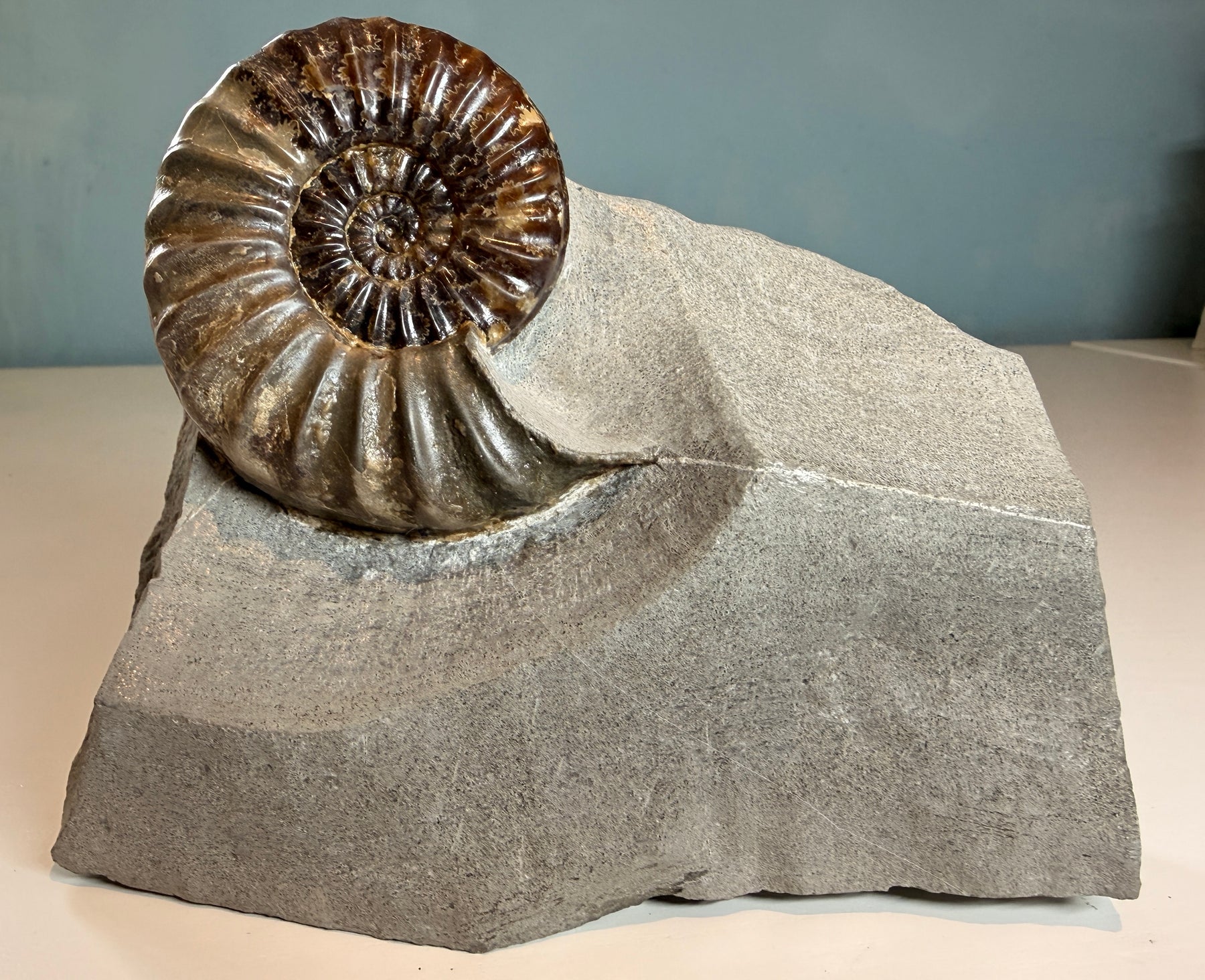 NEW! ASTEROCERAS – Charmouth Fossils