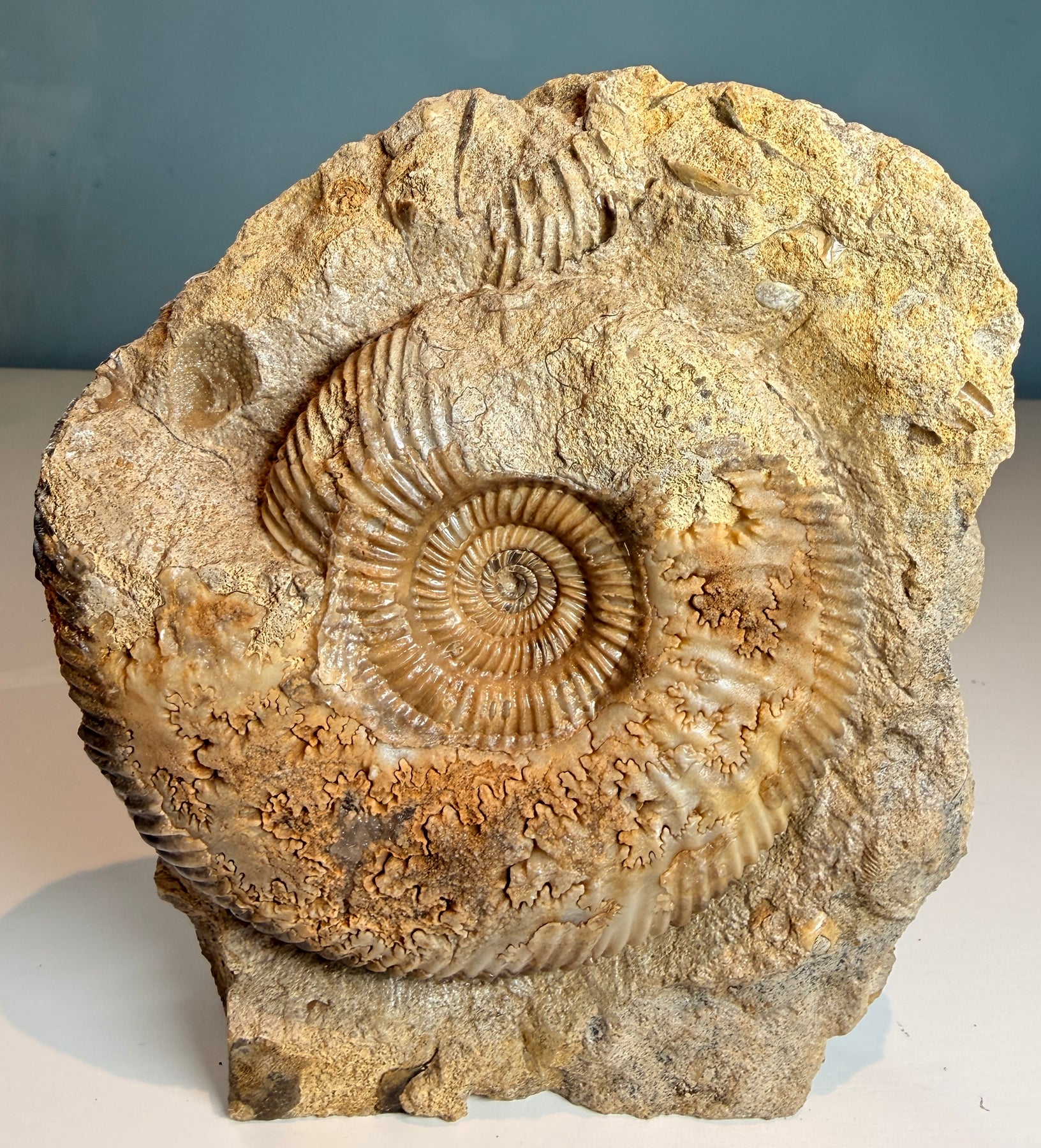 NEW! PARKINSONIA – Charmouth Fossils