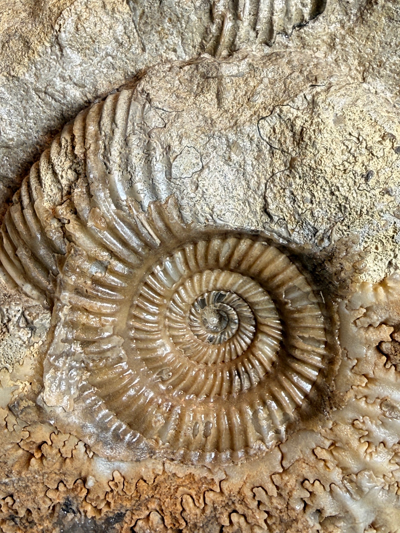NEW! PARKINSONIA – Charmouth Fossils