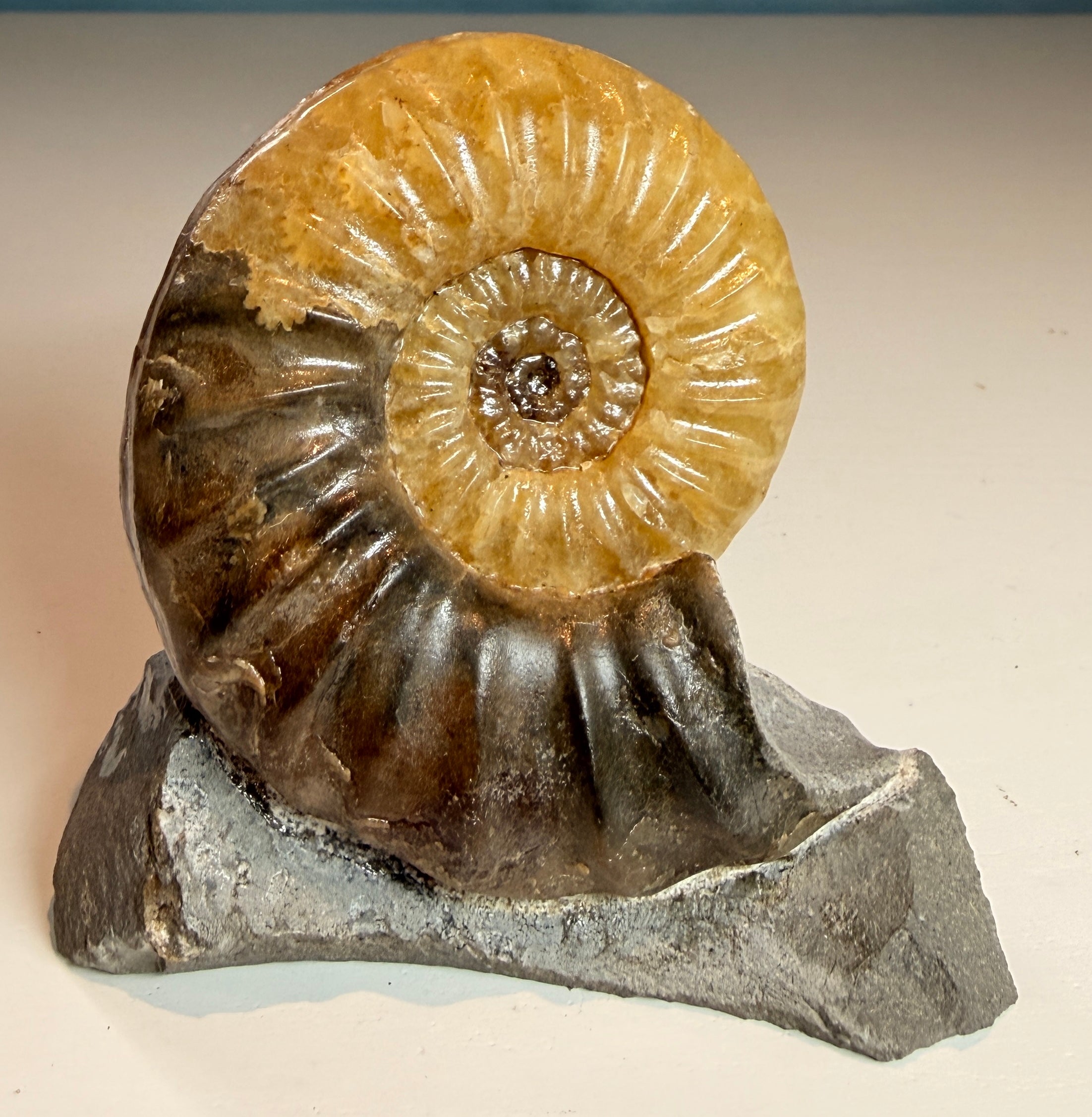 NEW! ASTEROCERAS – Charmouth Fossils