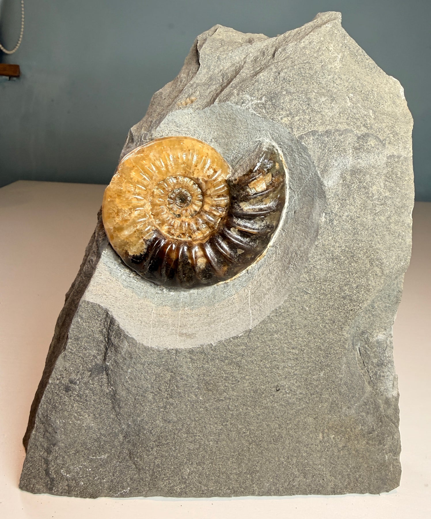 NEW! ASTEROCERAS – Charmouth Fossils