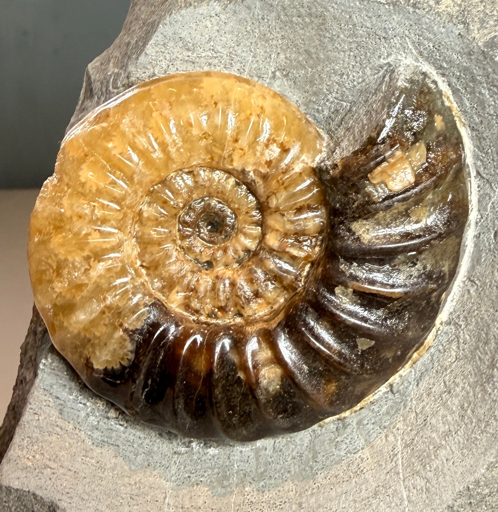 NEW! ASTEROCERAS – Charmouth Fossils