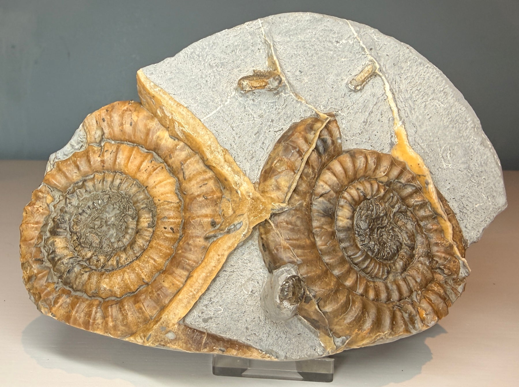 NEW! ECHIOCERAS raricostatum – Charmouth Fossils