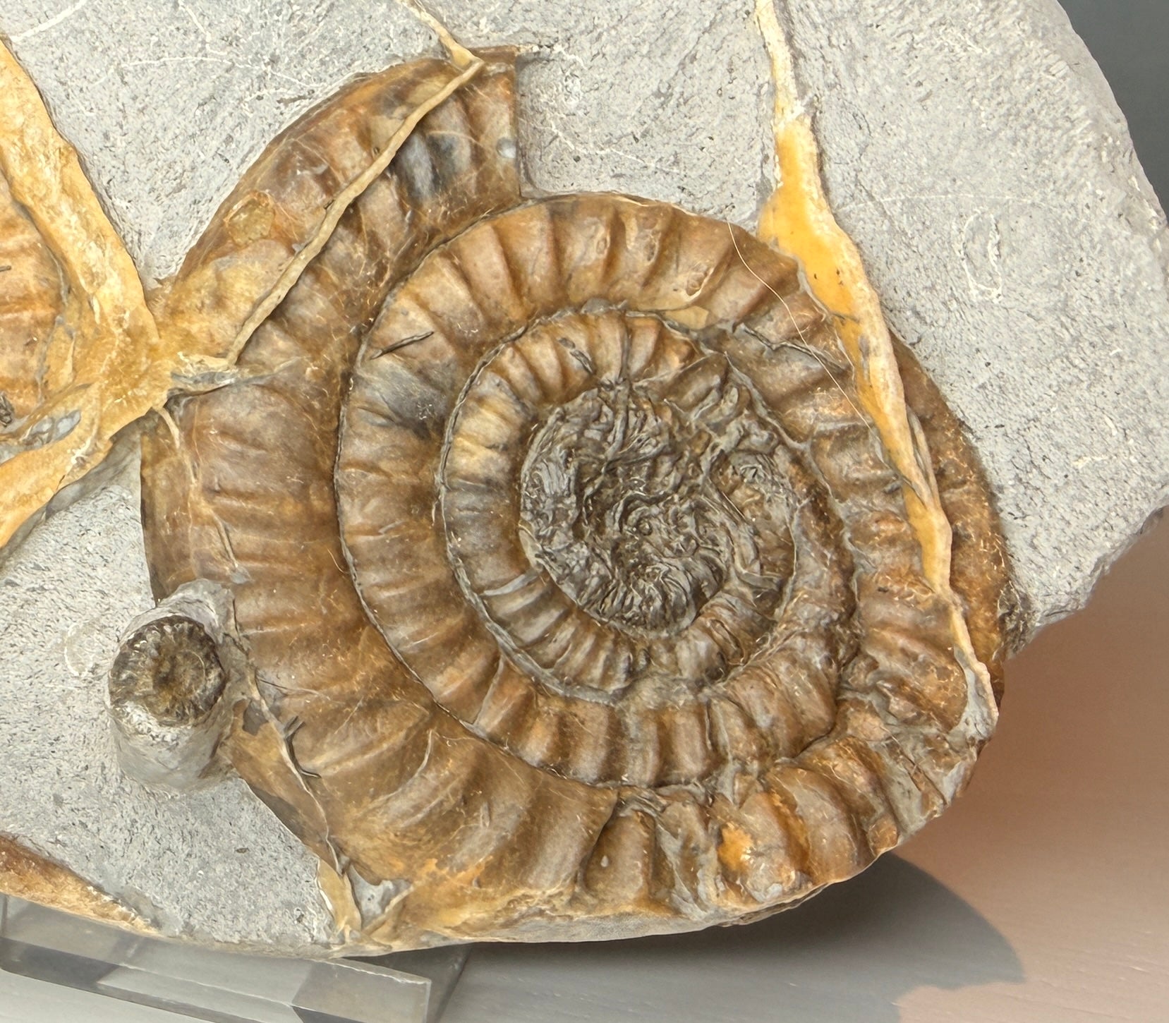 NEW! ECHIOCERAS raricostatum – Charmouth Fossils