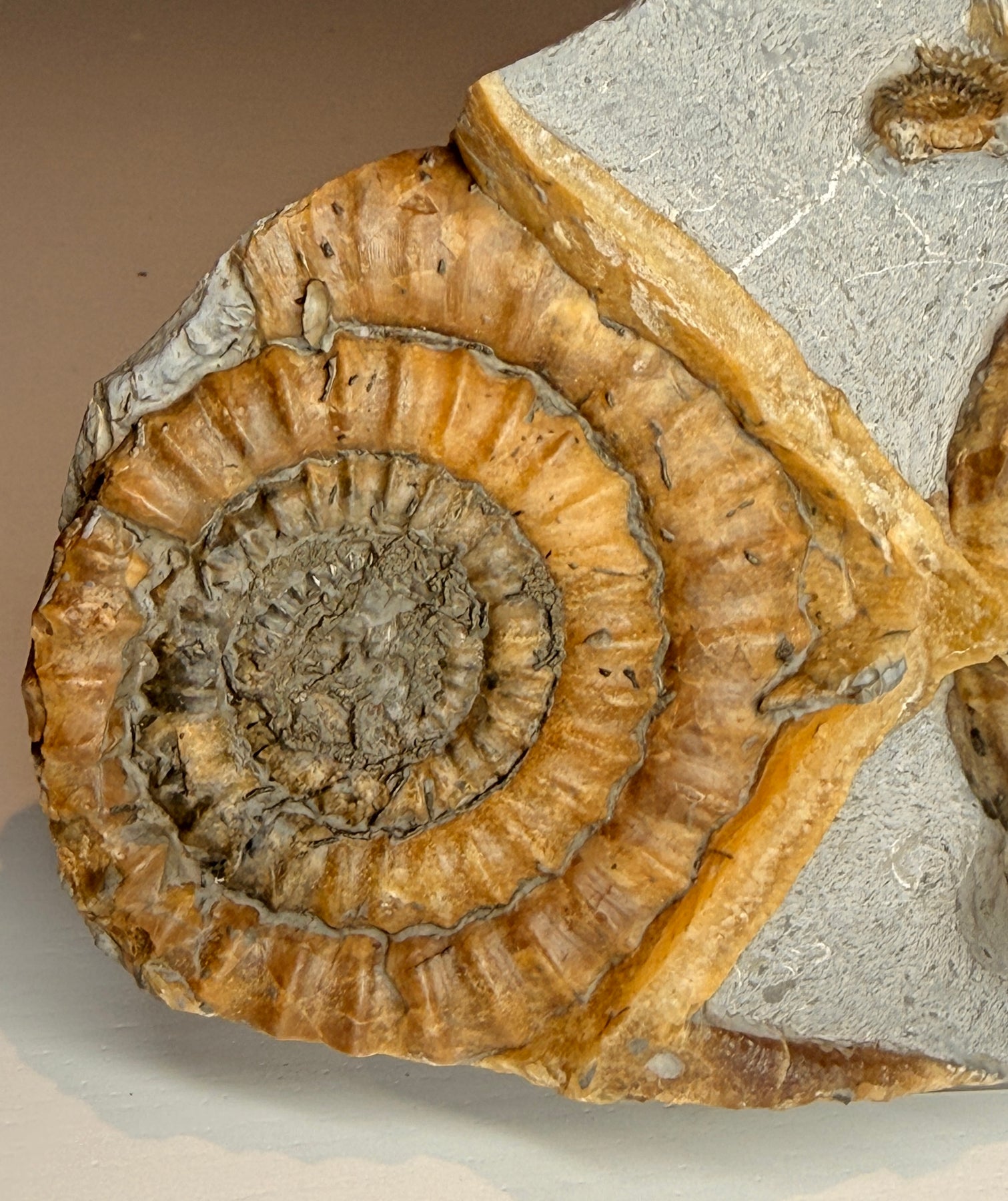 NEW! ECHIOCERAS raricostatum – Charmouth Fossils