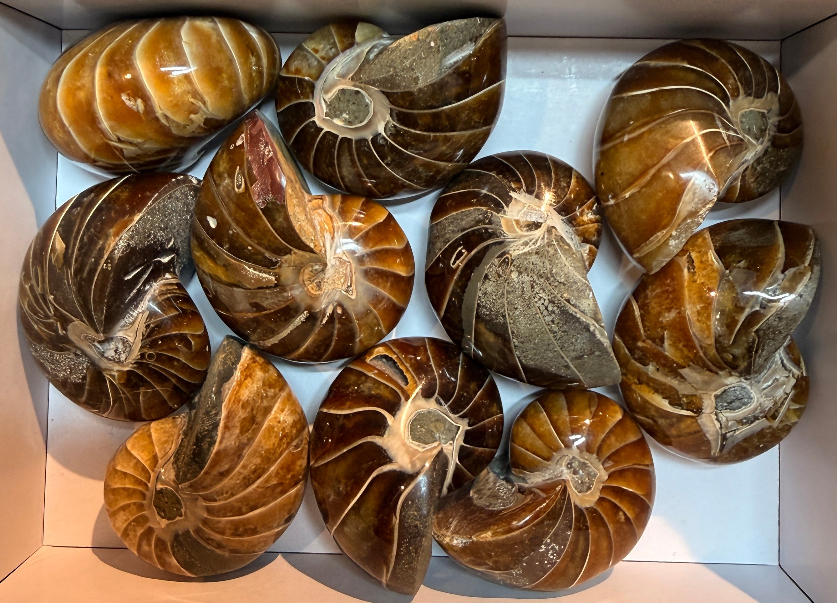 NEW! NAUTILUS – Charmouth Fossils