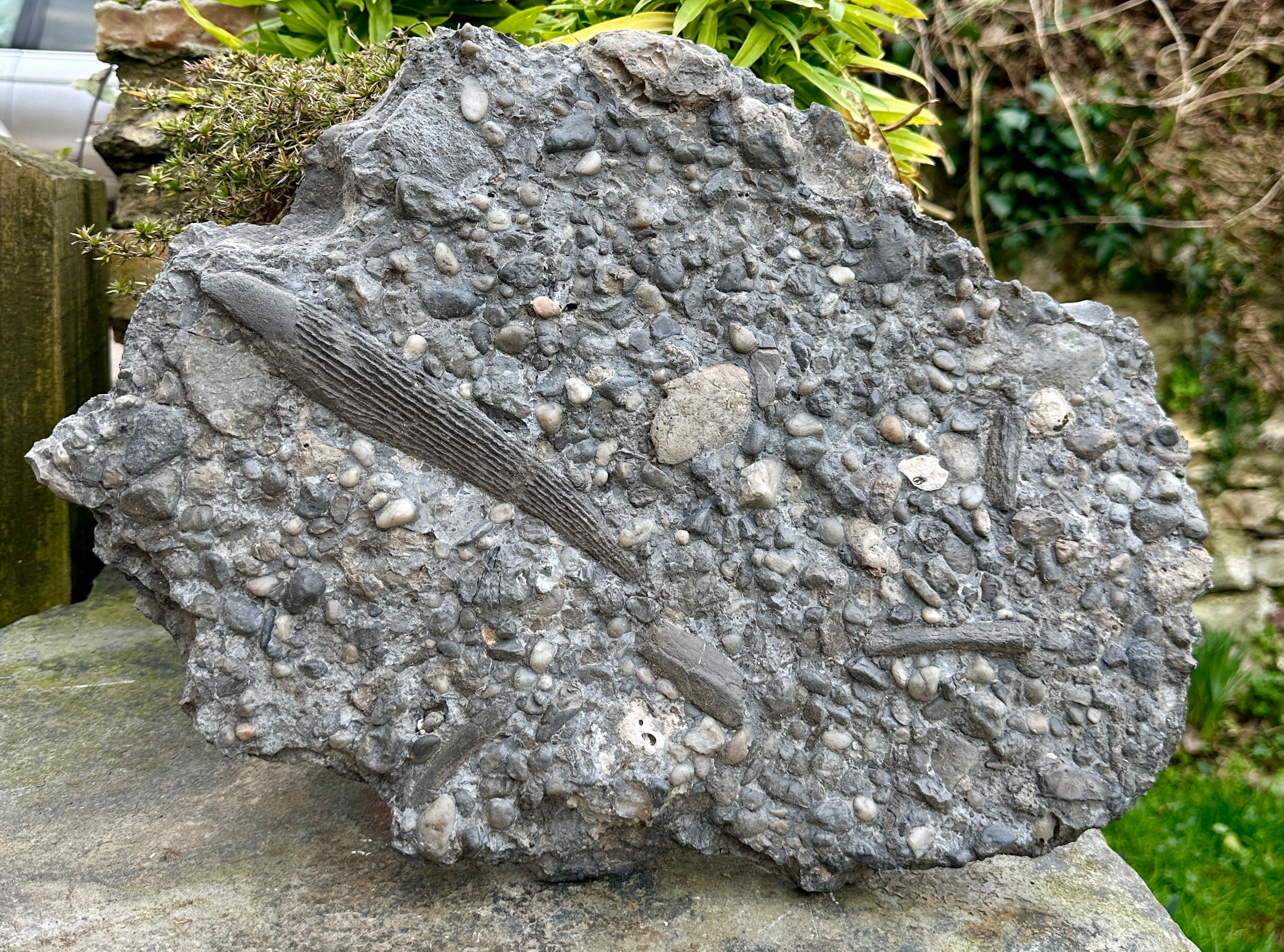 HYBODUS SHARK FIN – Charmouth Fossils