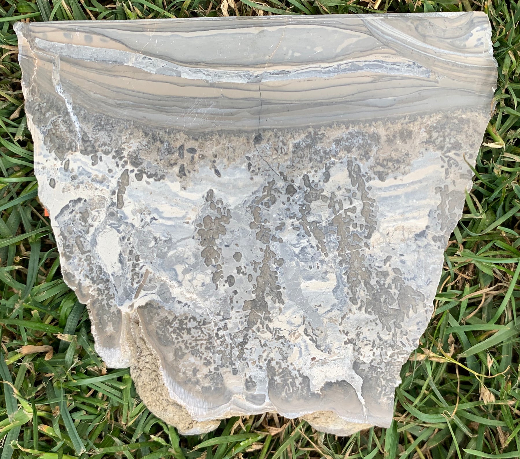 COTHAM MARBLE – Charmouth Fossils