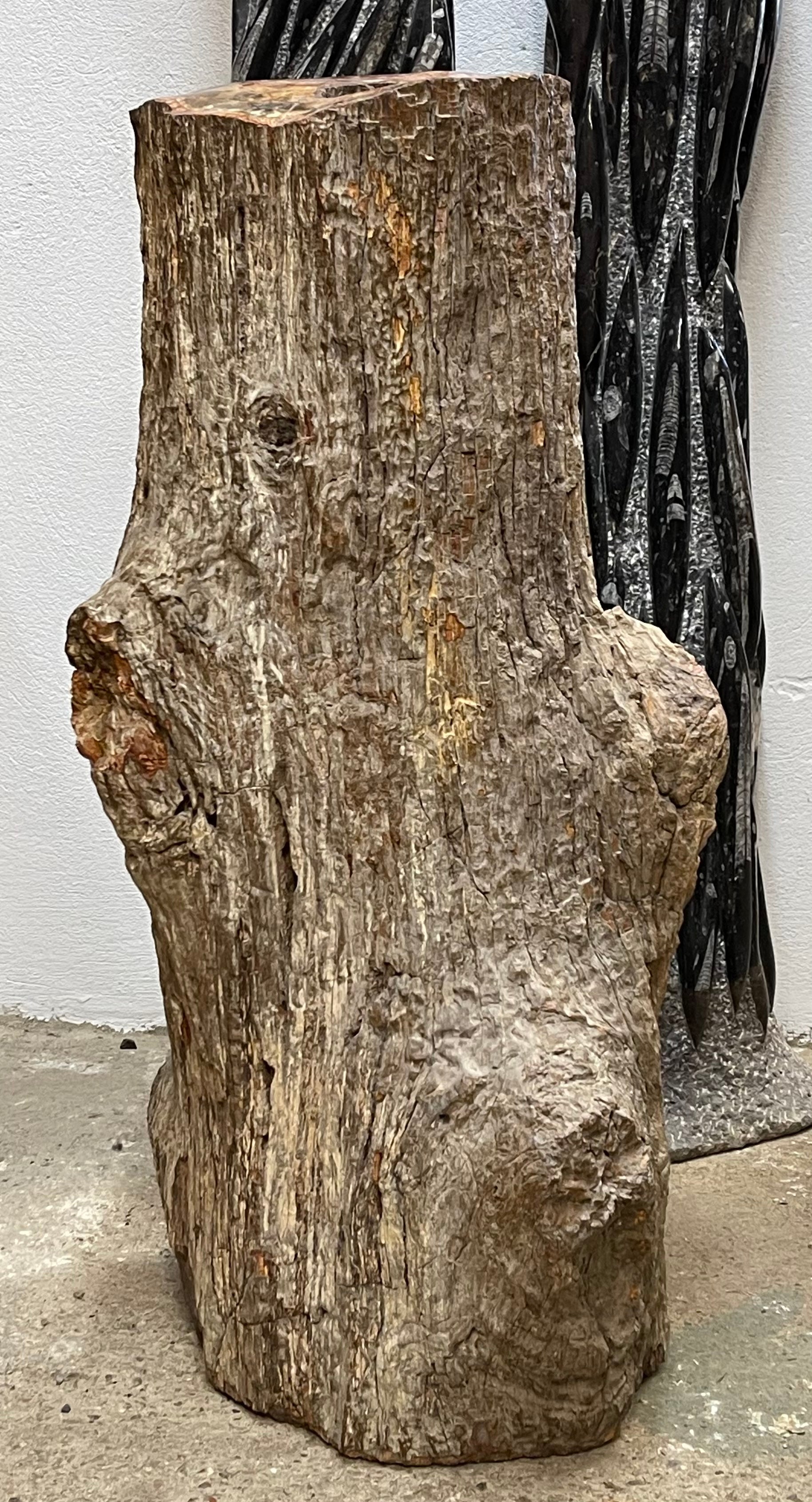 FOSSILISED TREE TRUNK – Charmouth Fossils