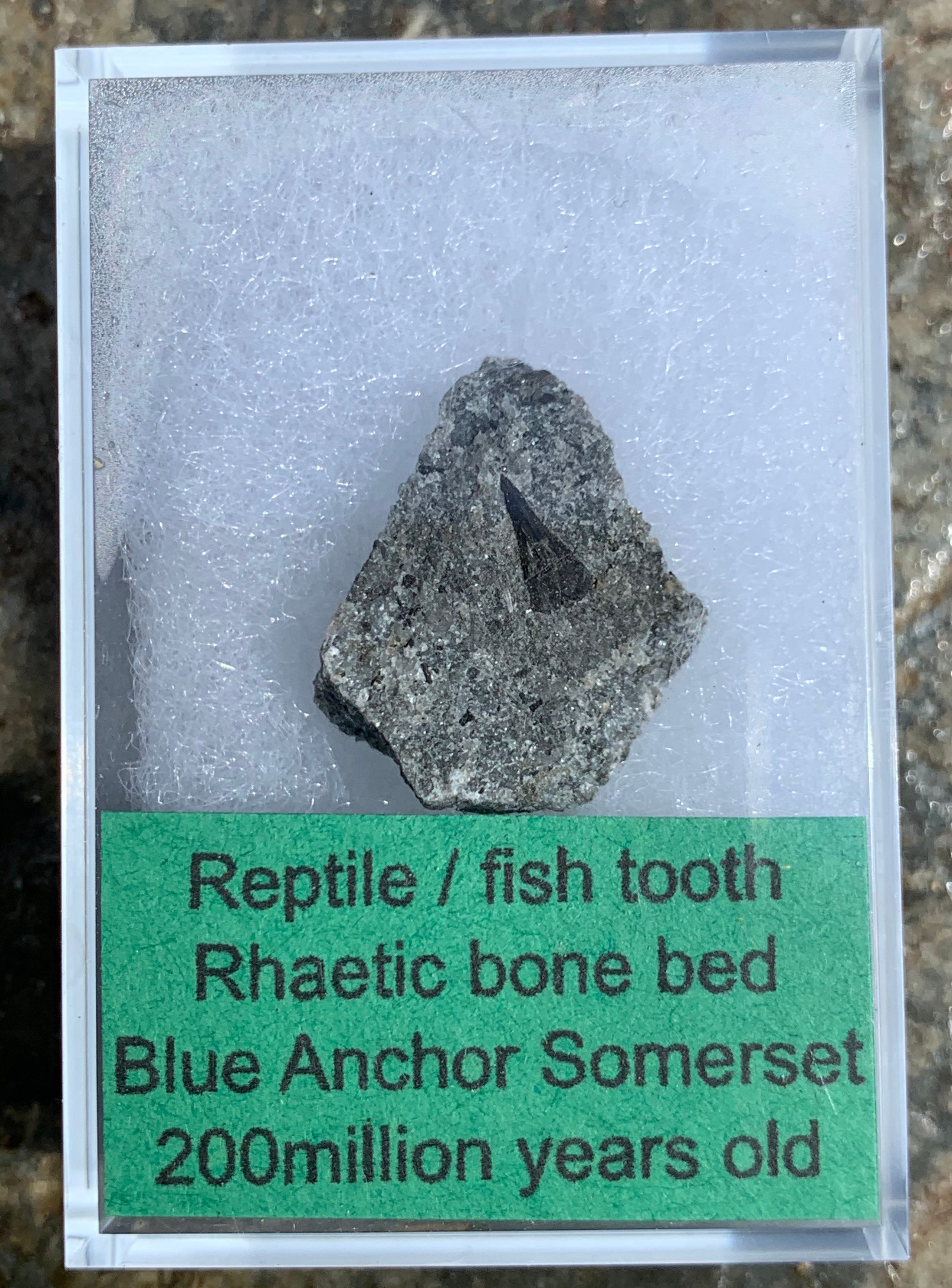 REPTILE/FISH TOOTH – Charmouth Fossils