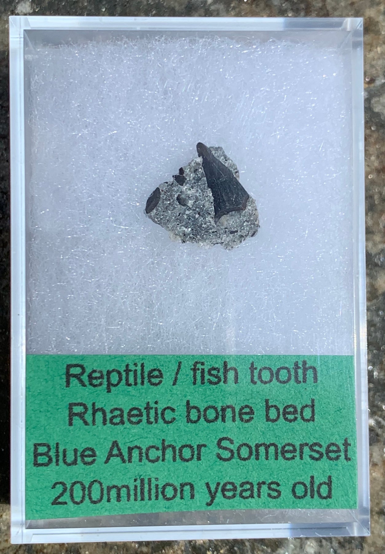 REPTILE/FISH TOOTH – Charmouth Fossils