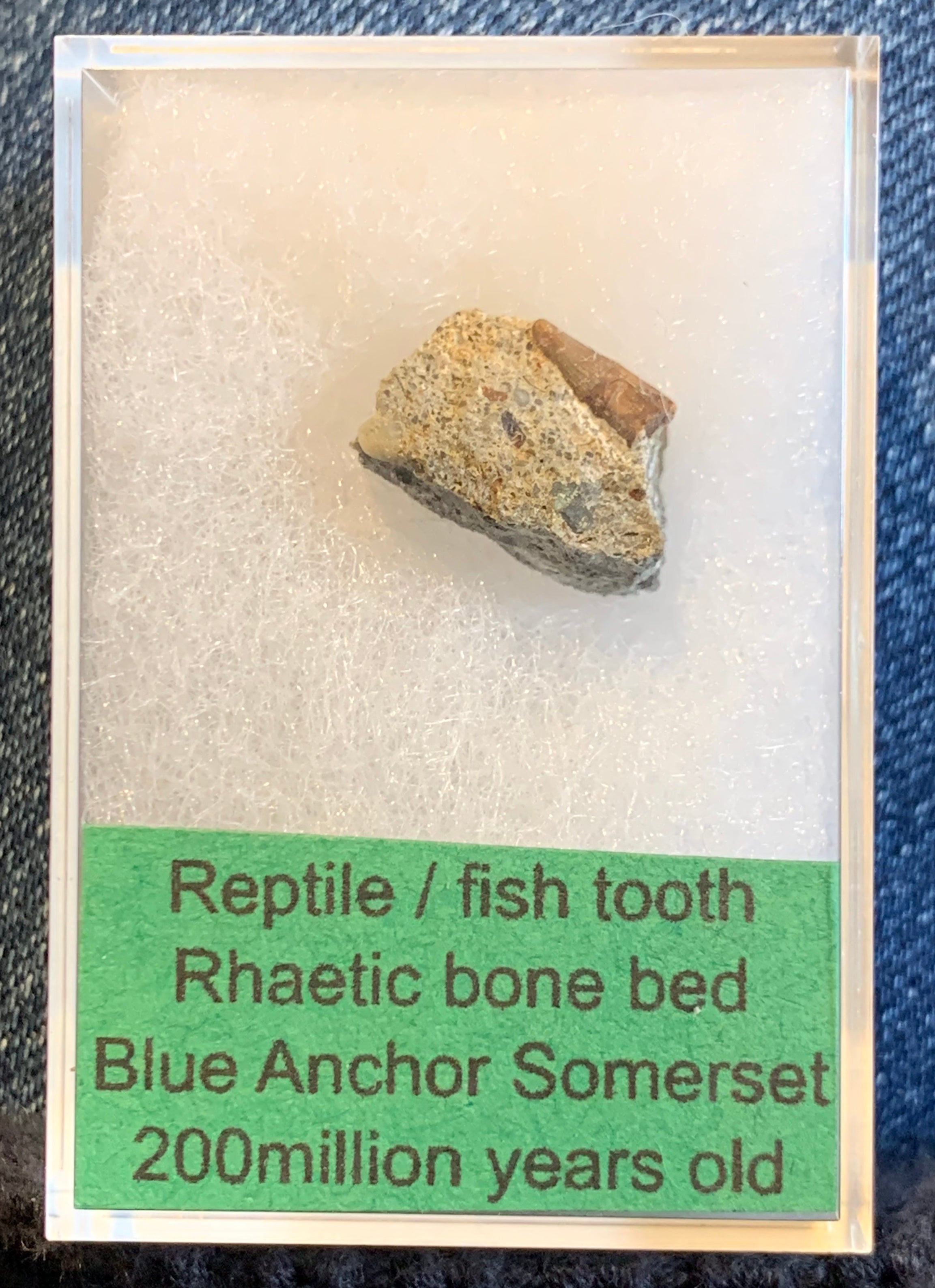 REPTILE/FISH TOOTH – Charmouth Fossils