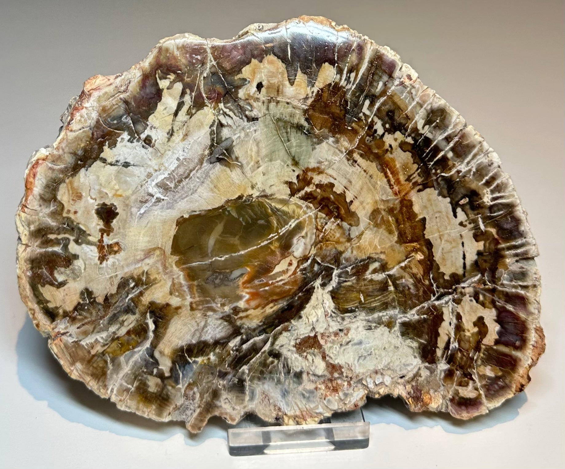 FOSSIL WOOD – Charmouth Fossils