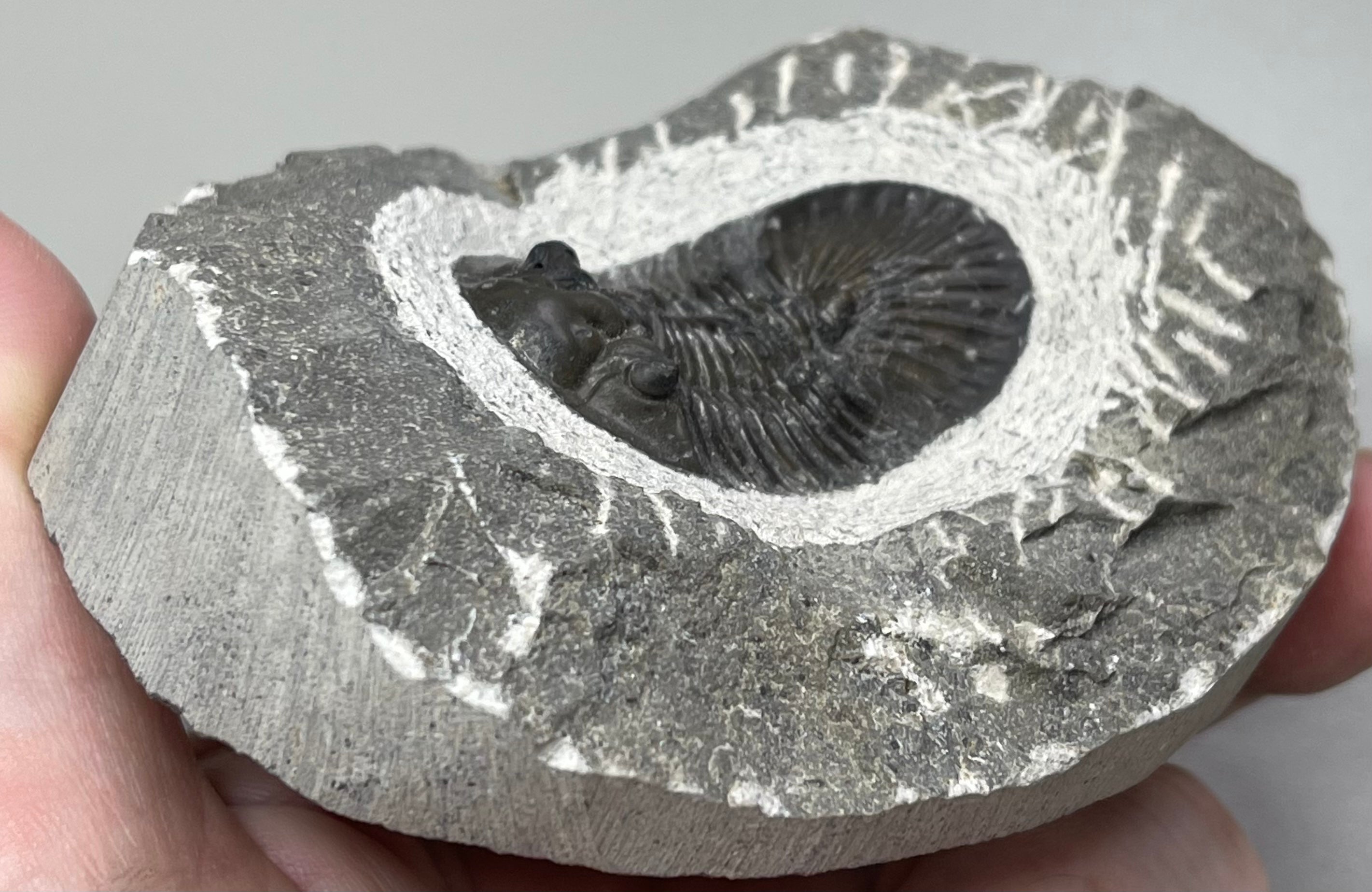 SCUTELLUM – Charmouth Fossils