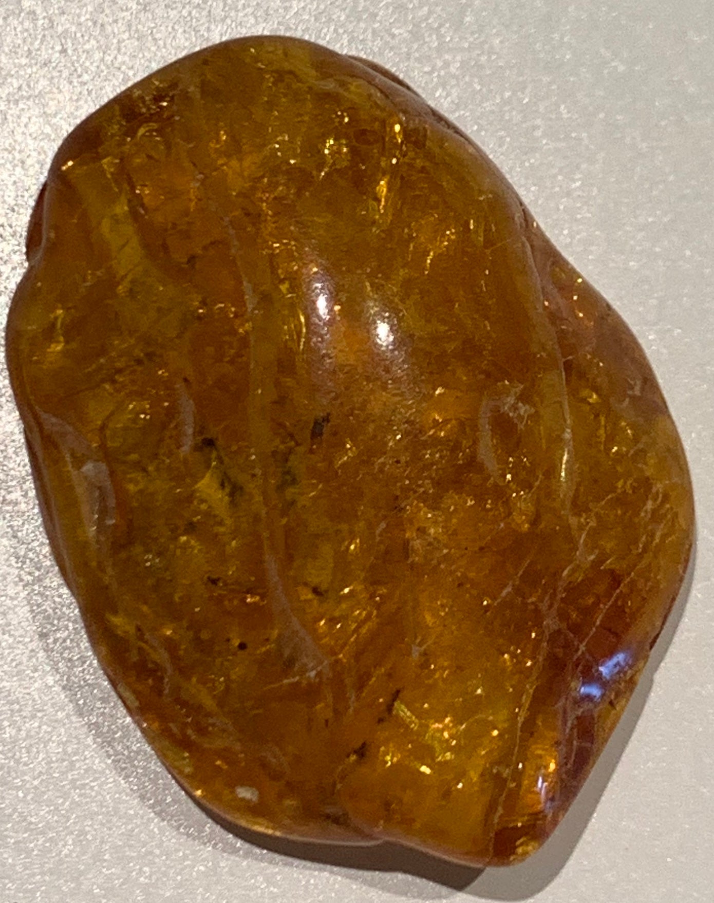 COPAL – Charmouth Fossils