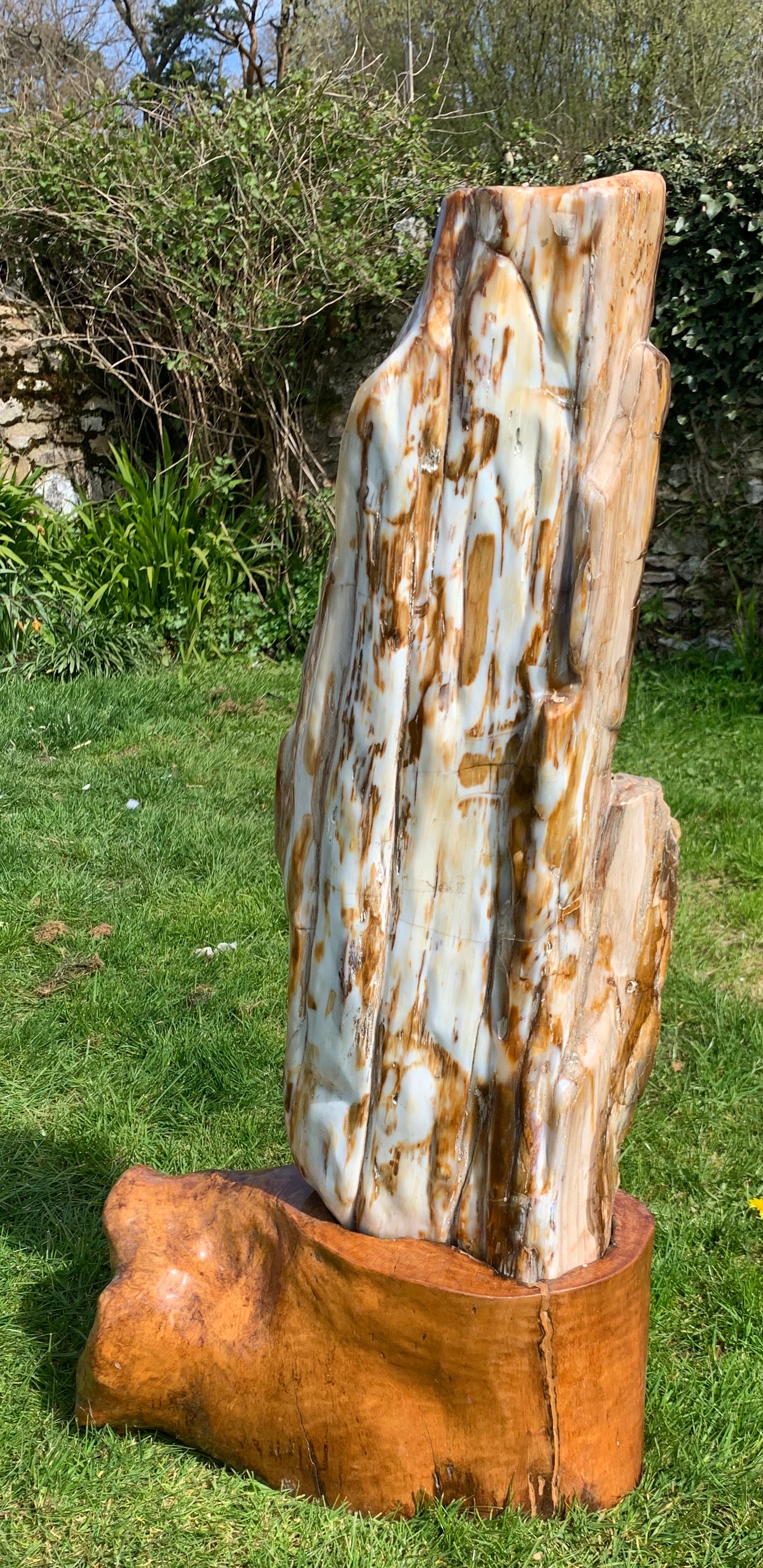 FOSSIL WOOD ON HARD WOOD LOG BASE – Charmouth Fossils