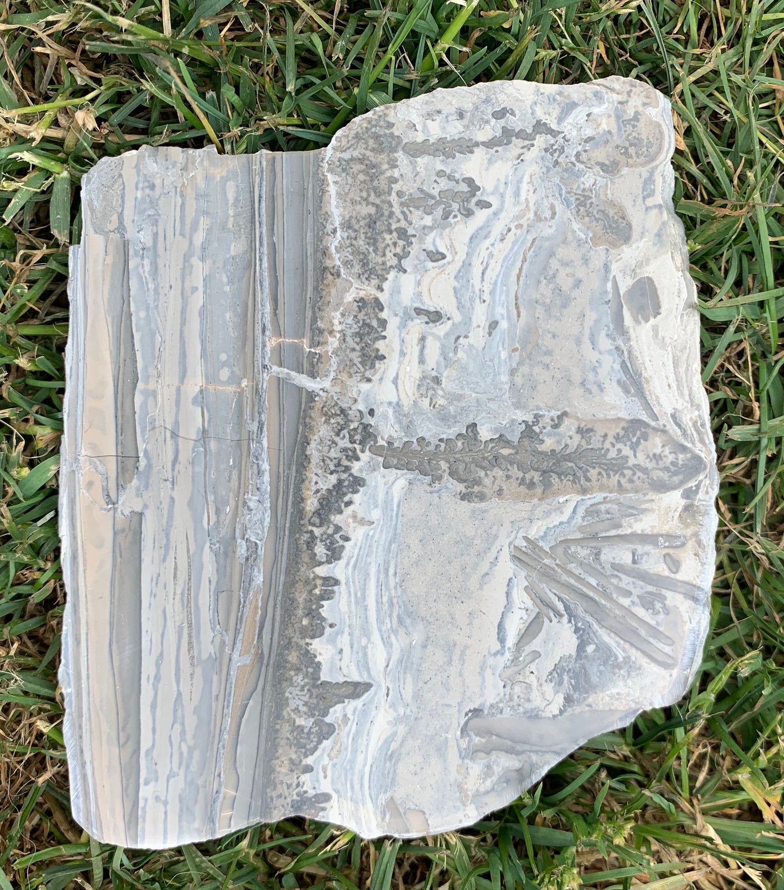 COTHAM MARBLE – Charmouth Fossils