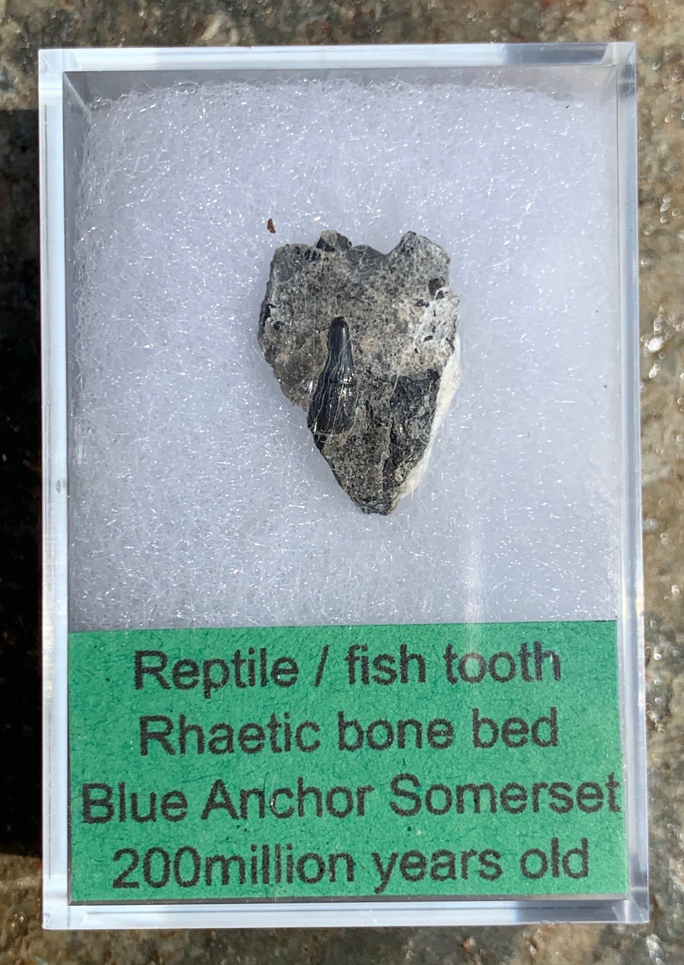 REPTILE/FISH TOOTH – Charmouth Fossils