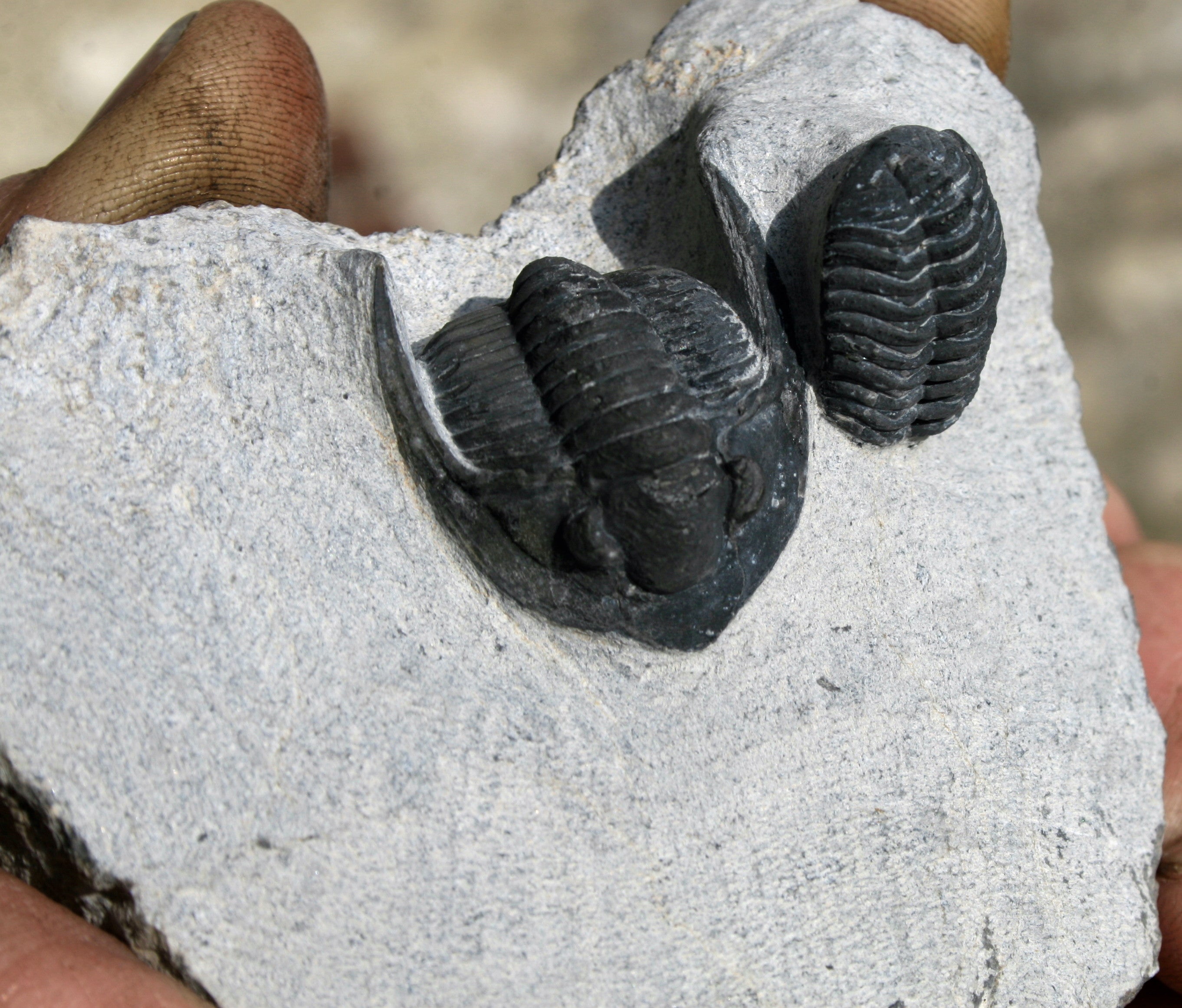CORNUPROETUS – Charmouth Fossils