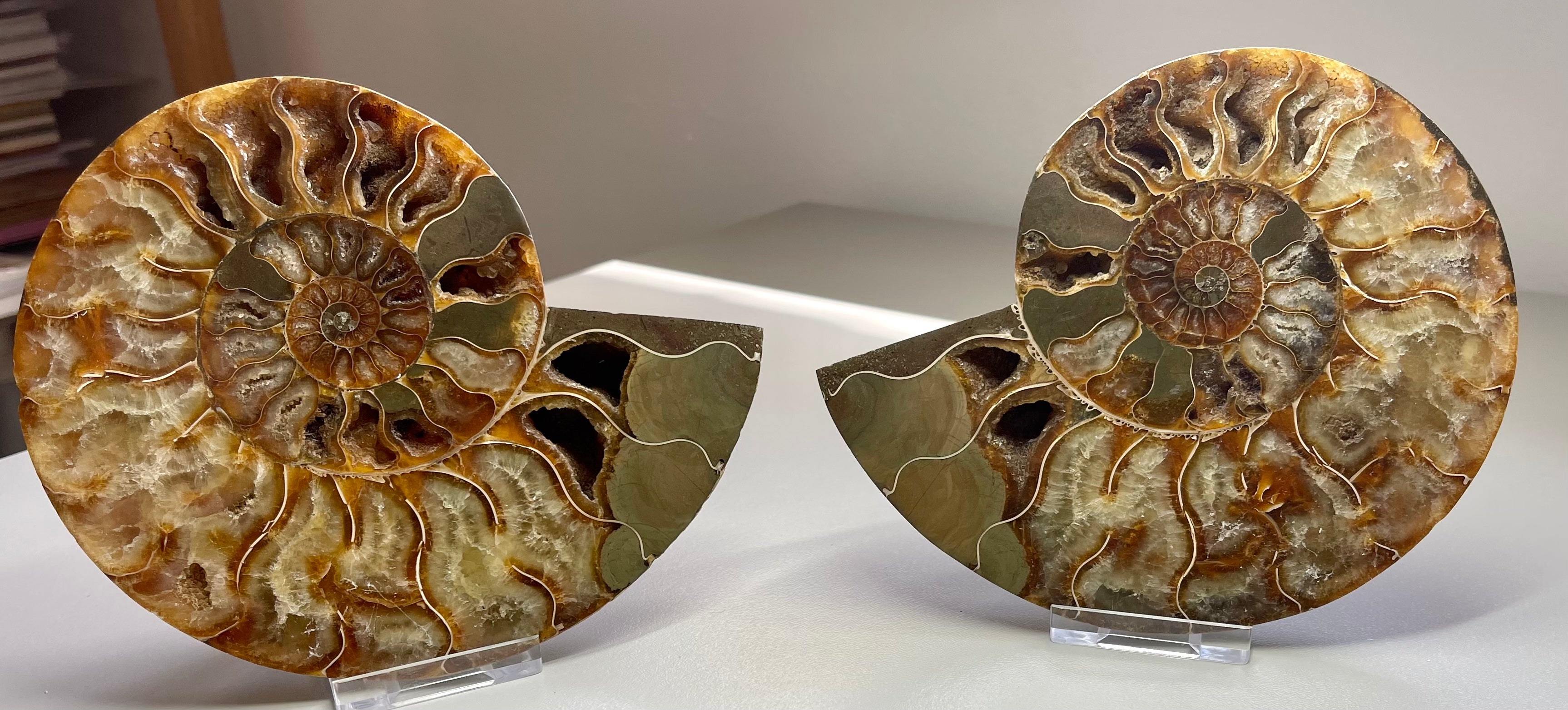 CUT & POLISHED CLEONICERAS – Charmouth Fossils