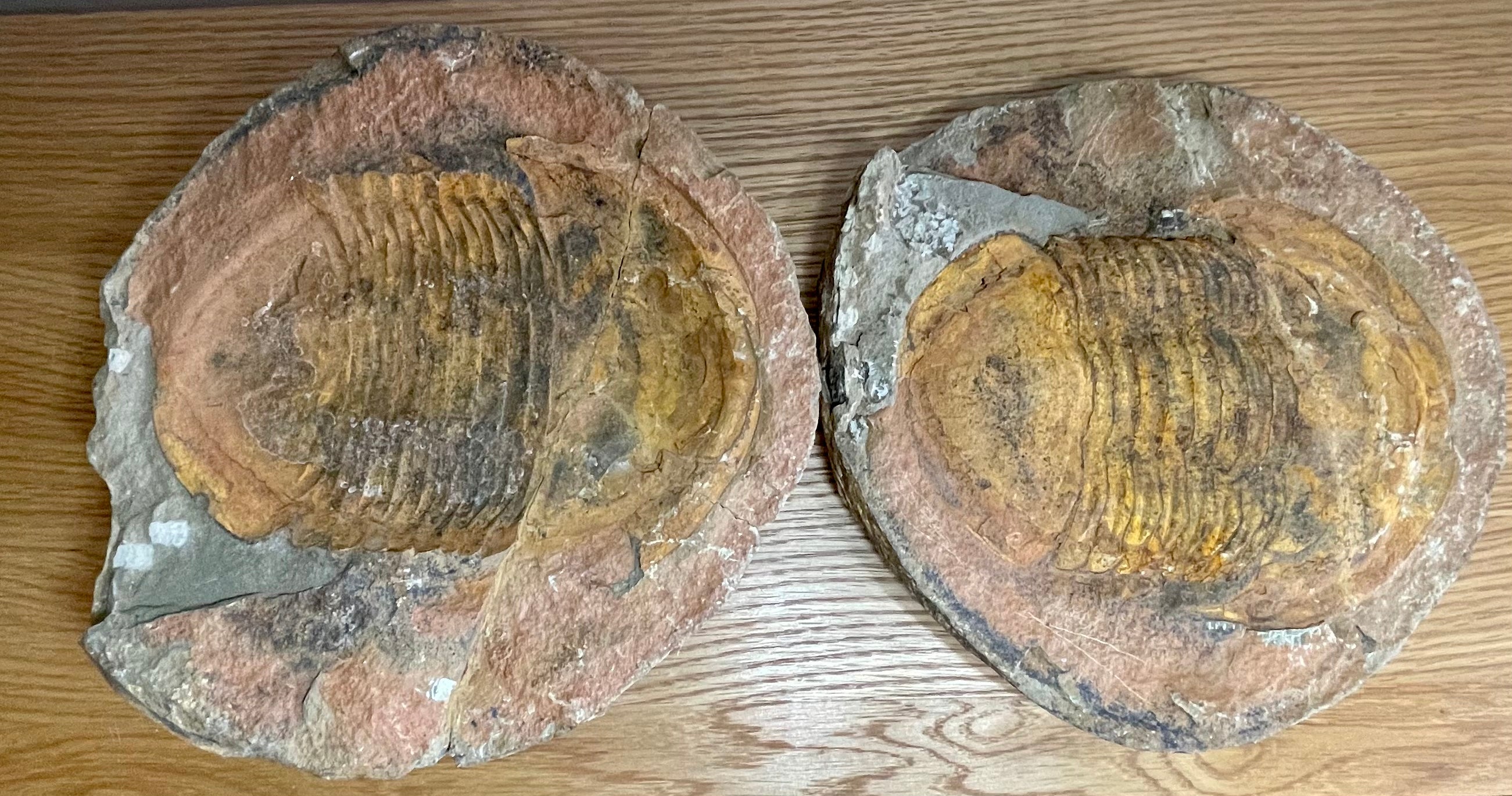 ASAPHID – Charmouth Fossils