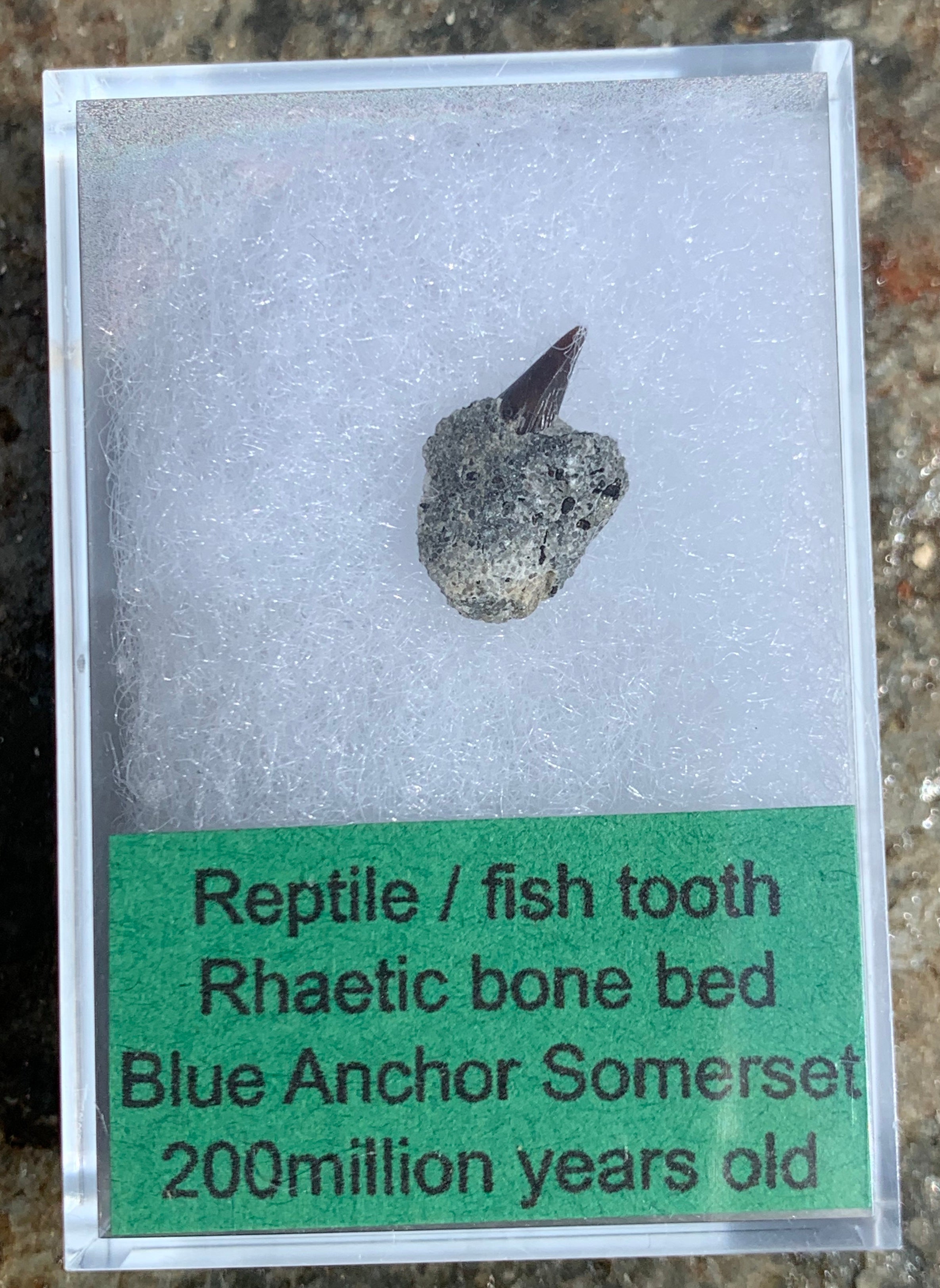 REPTILE/FISH TOOTH – Charmouth Fossils