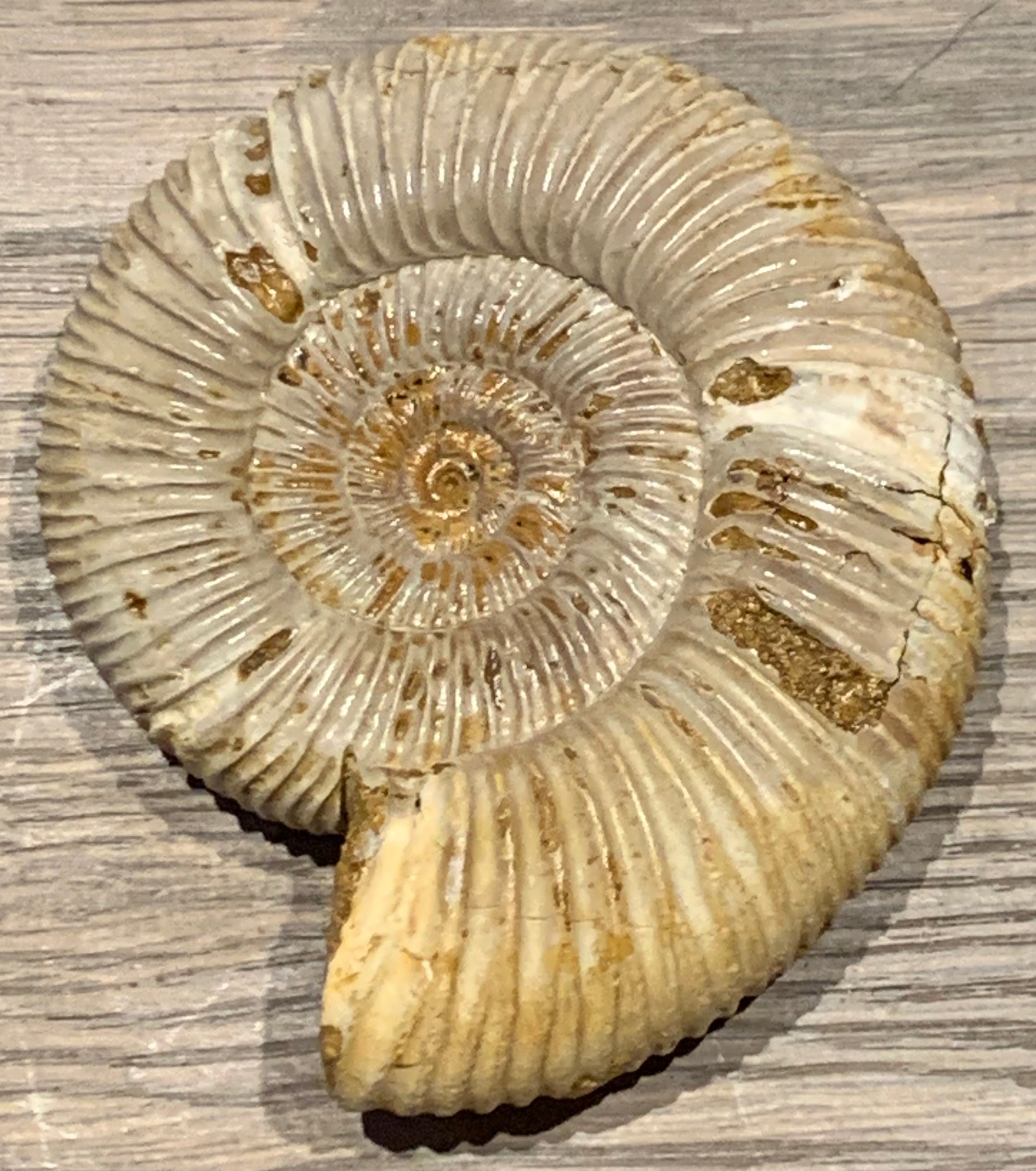 PERISPHINTES – Charmouth Fossils
