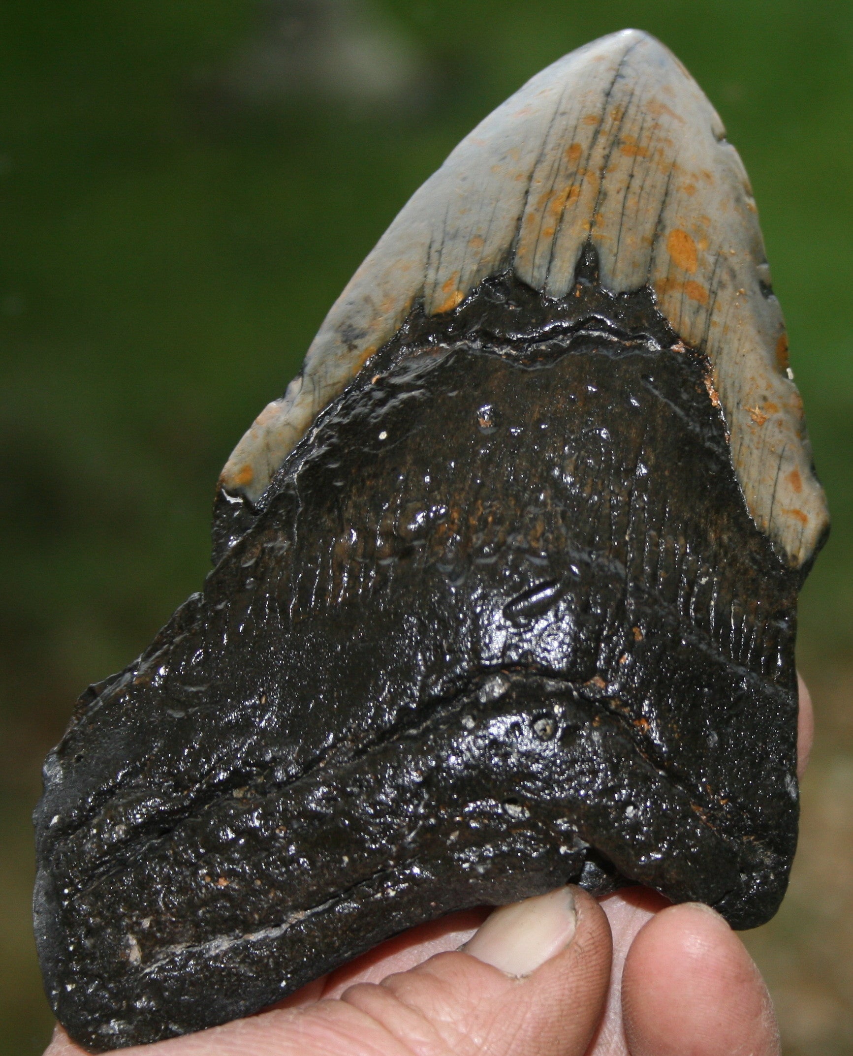 MEGALODON TOOTH – Charmouth Fossils