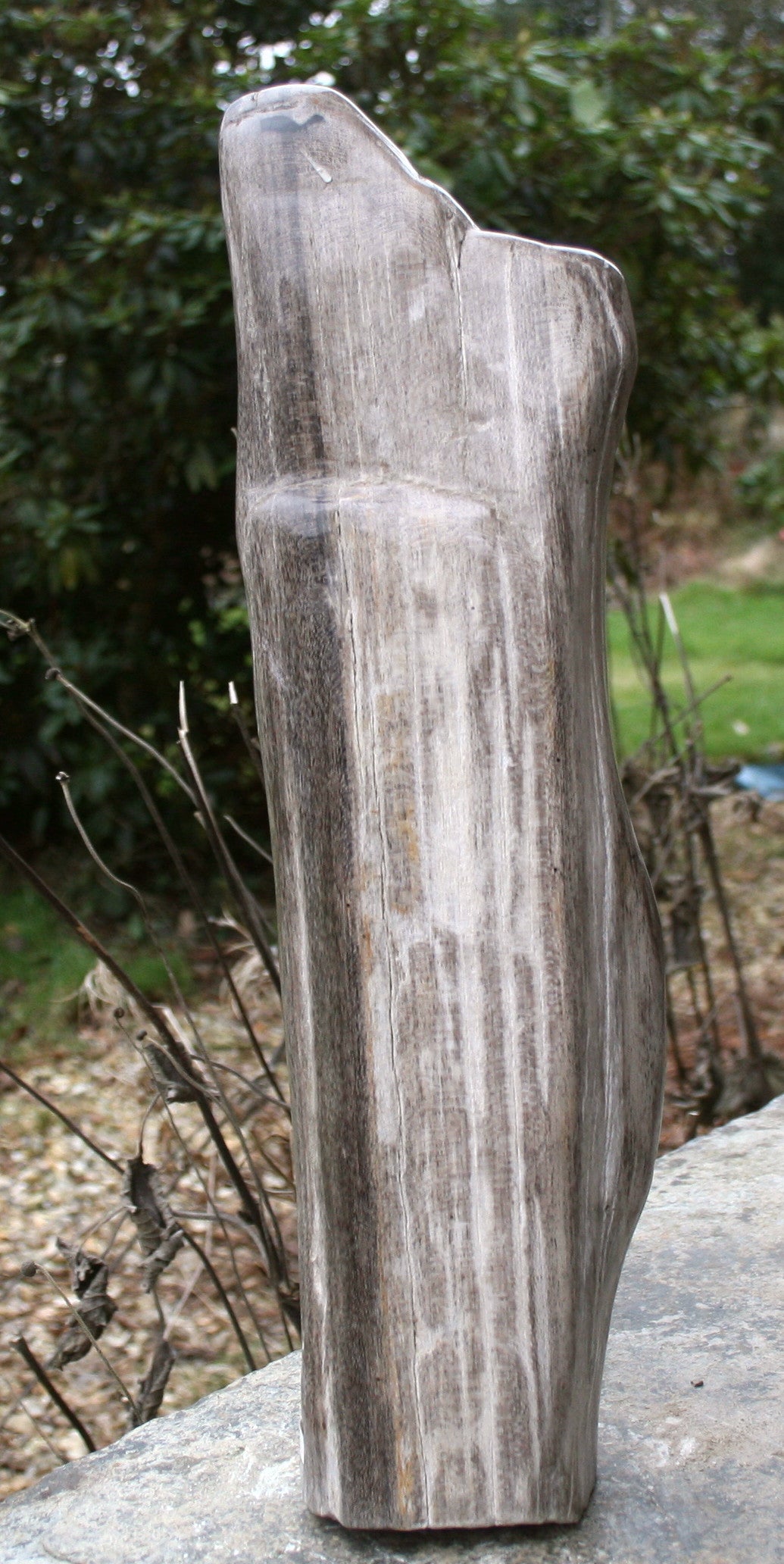 FOSSIL WOOD – Charmouth Fossils