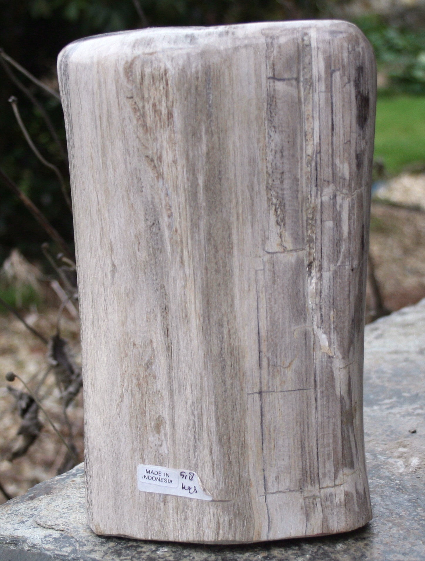 FOSSIL WOOD – Charmouth Fossils