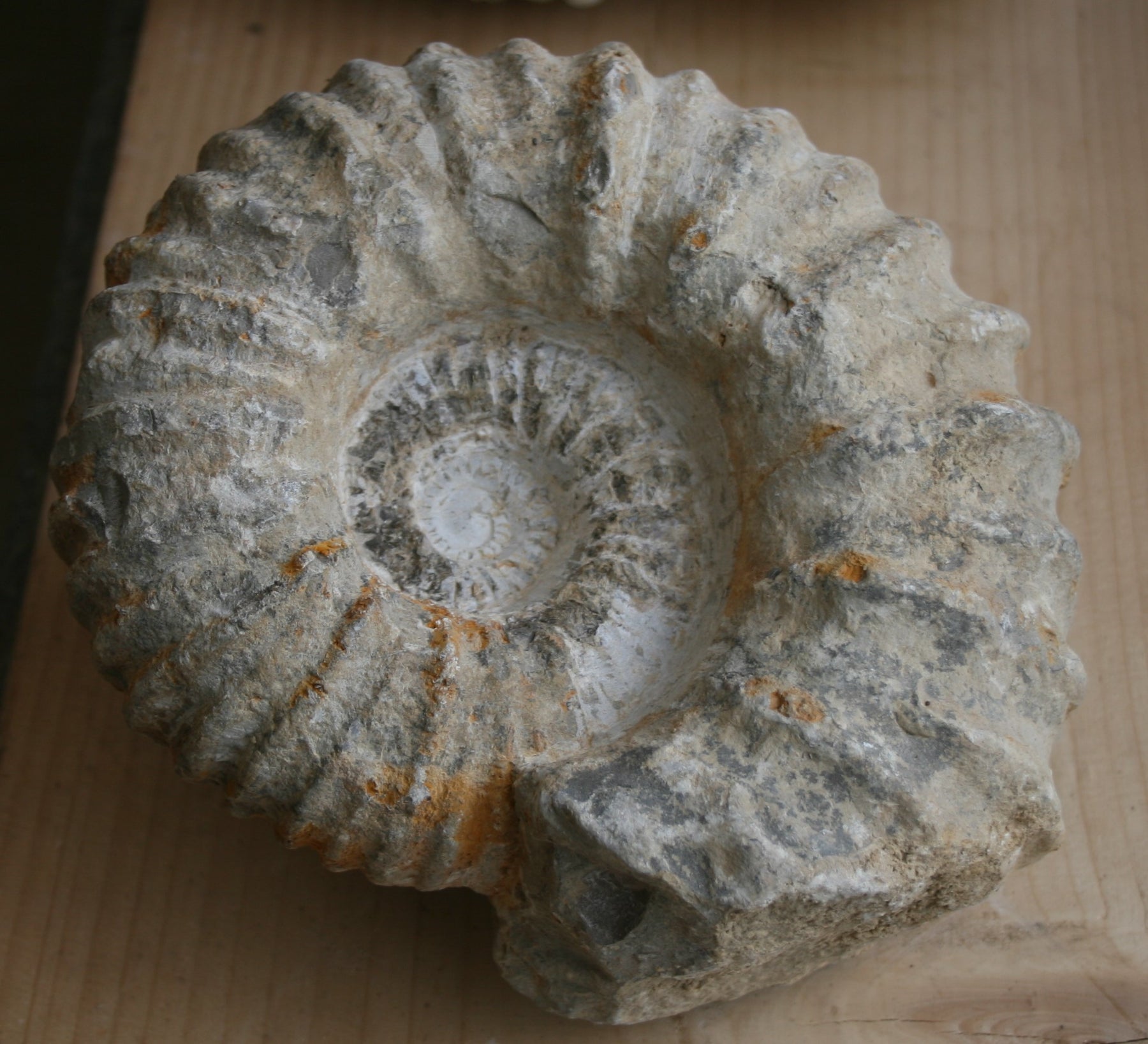 MANTALLICERAS – Charmouth Fossils