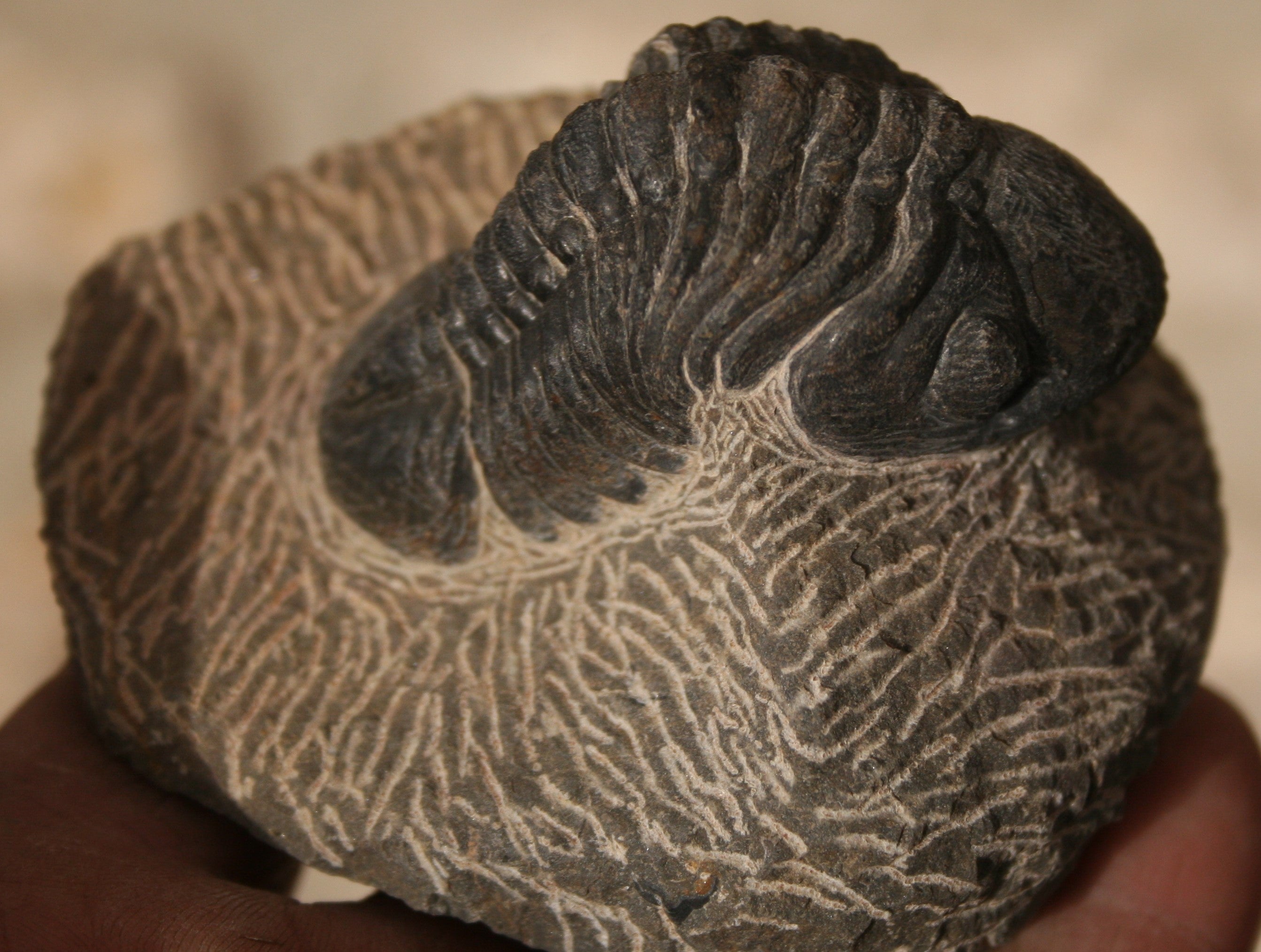 REEDOPS – Charmouth Fossils