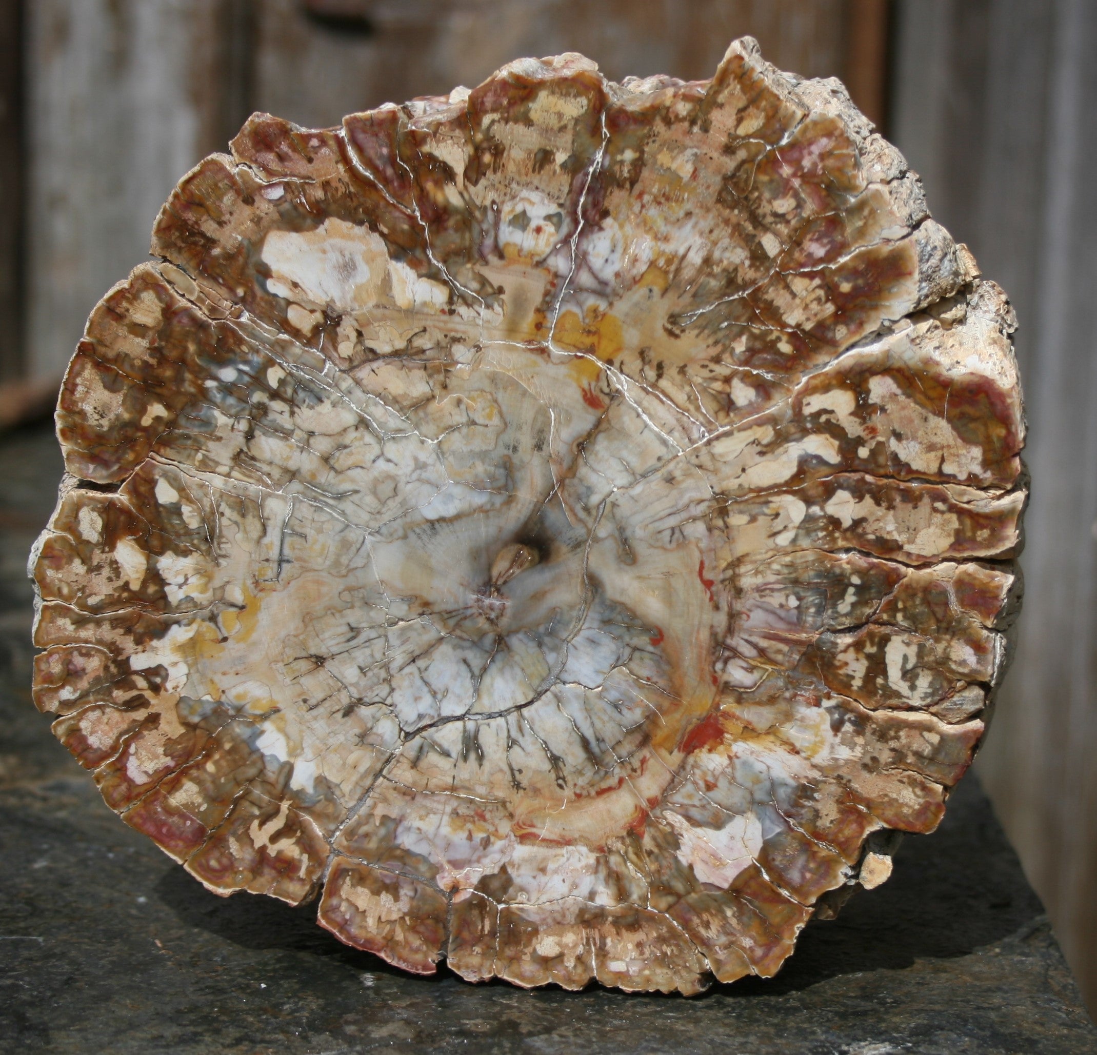 FOSSIL WOOD END – Charmouth Fossils